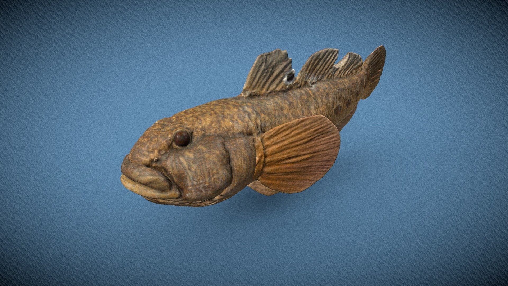 Стронгил (Neogobius Melanostomus (Pallas)) - 3D model by Archive RO_BG ...