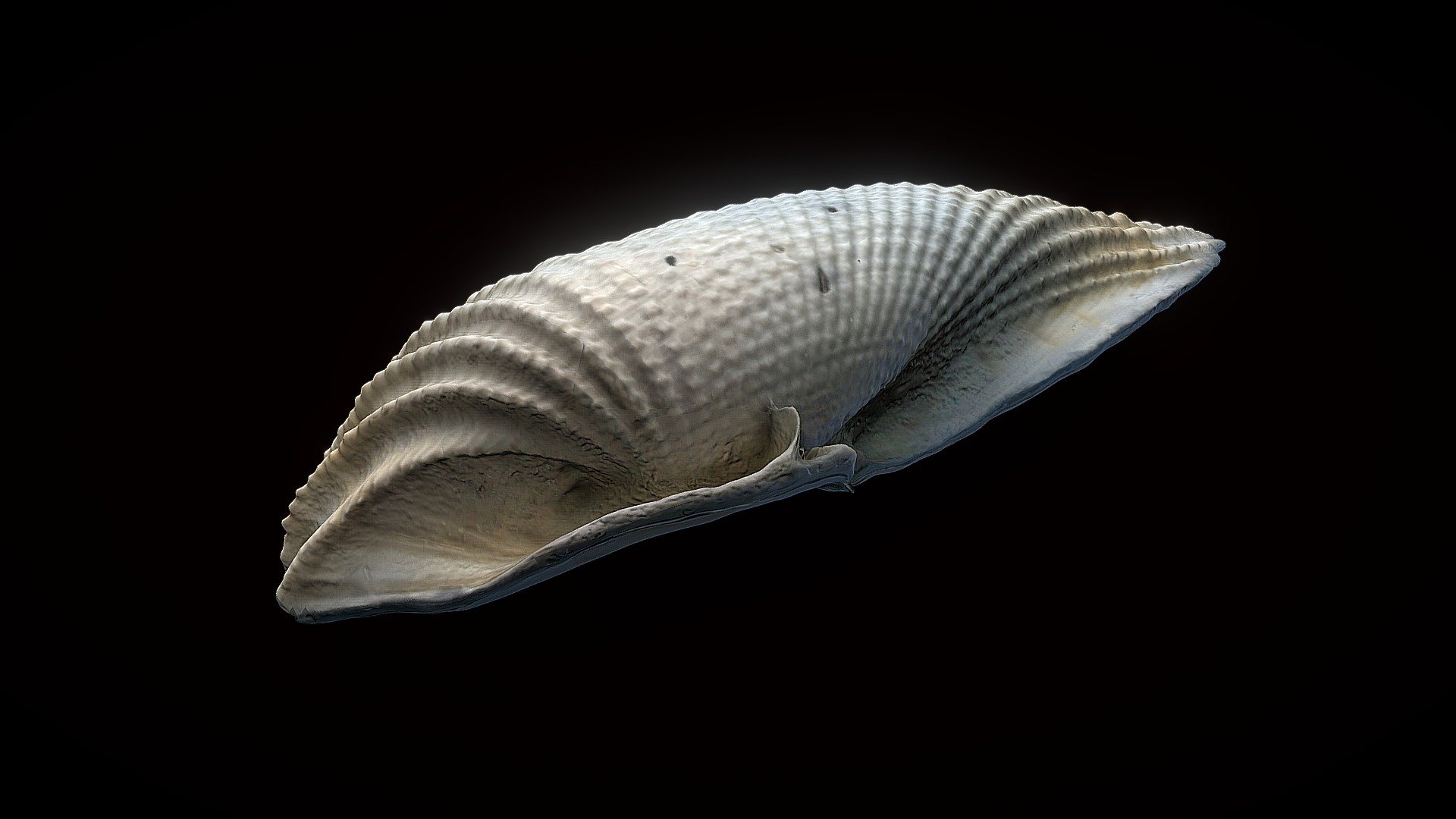 Angel Wing Shell - Download Free 3D model by Peter Katz (@peterkatz ...