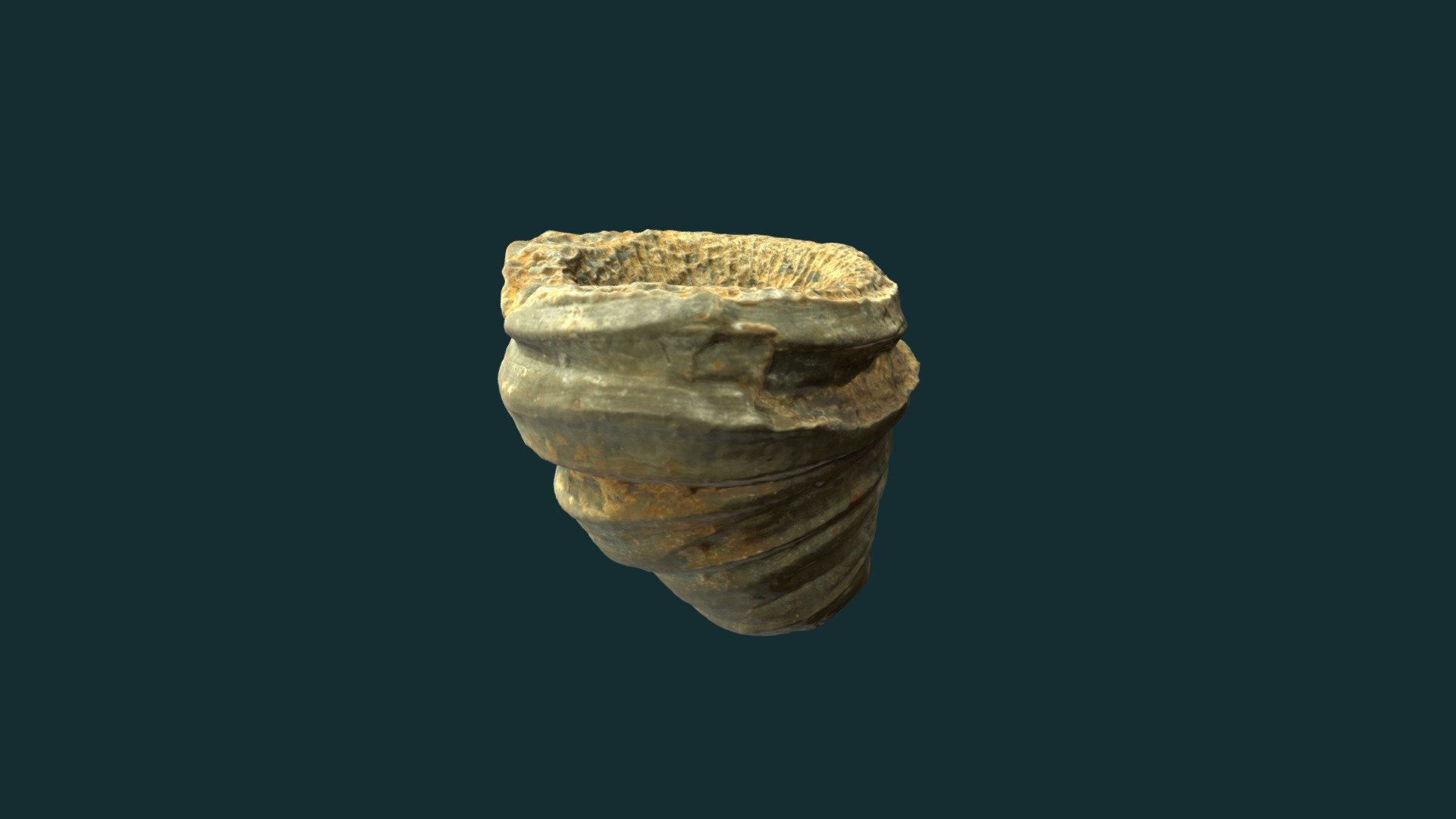 Heliophyllum halli - Download Free 3D model by Shellie Luallin ...