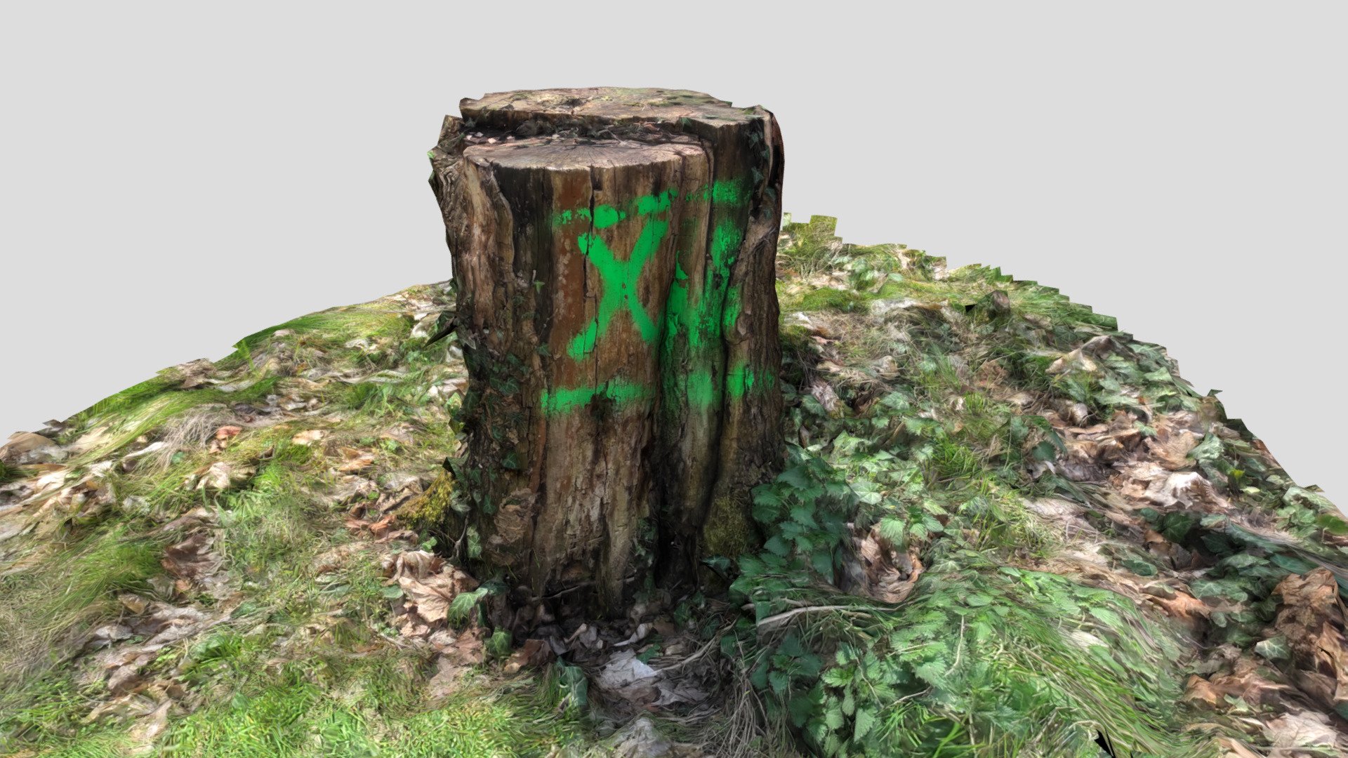 Forest Scan 01 - Download Free 3D model by Hanesto [bf85f05] - Sketchfab