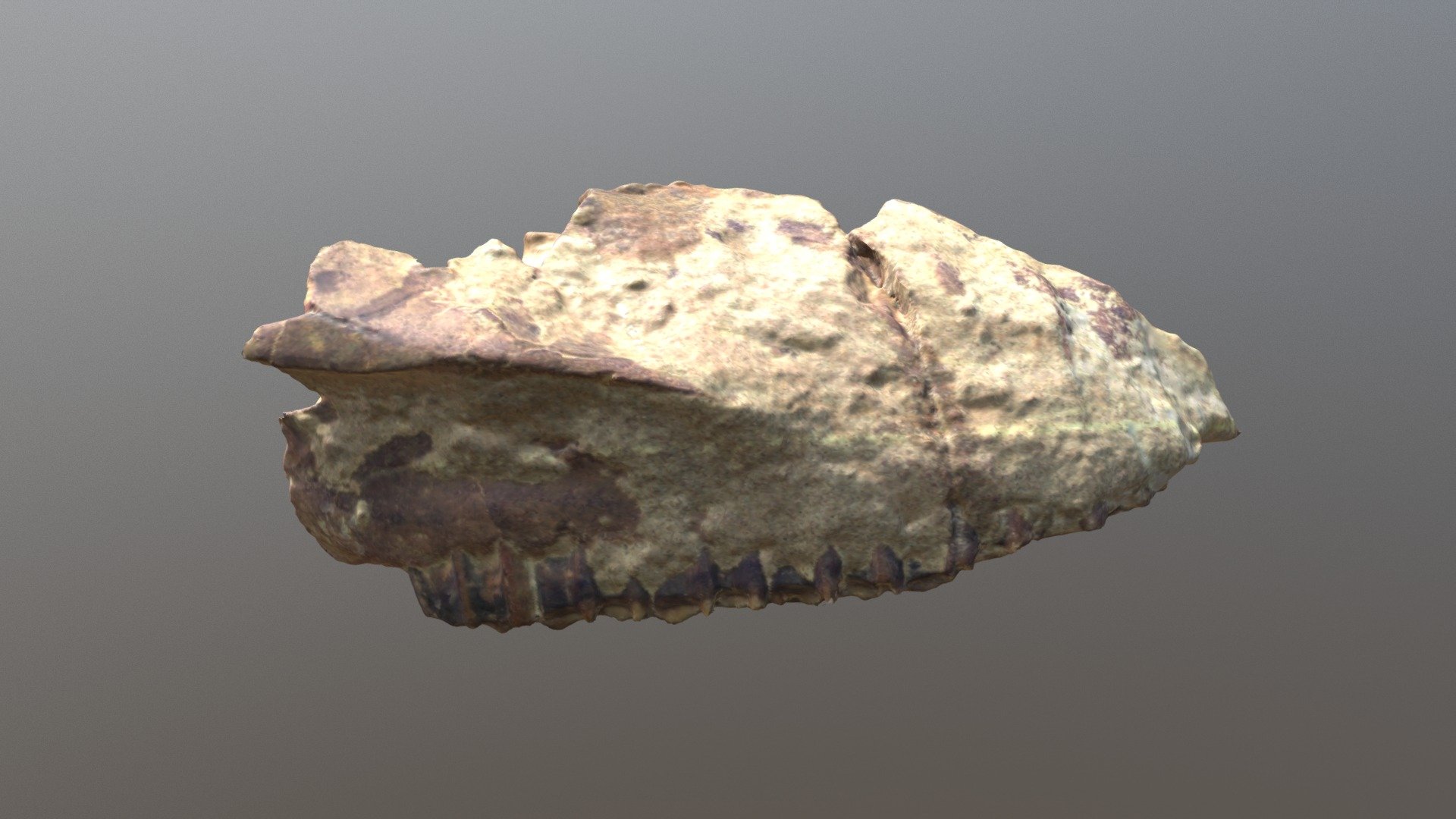 Equus sivalensis maxilla fragment (VCU_3D_3584) - 3D model by Virtual ...
