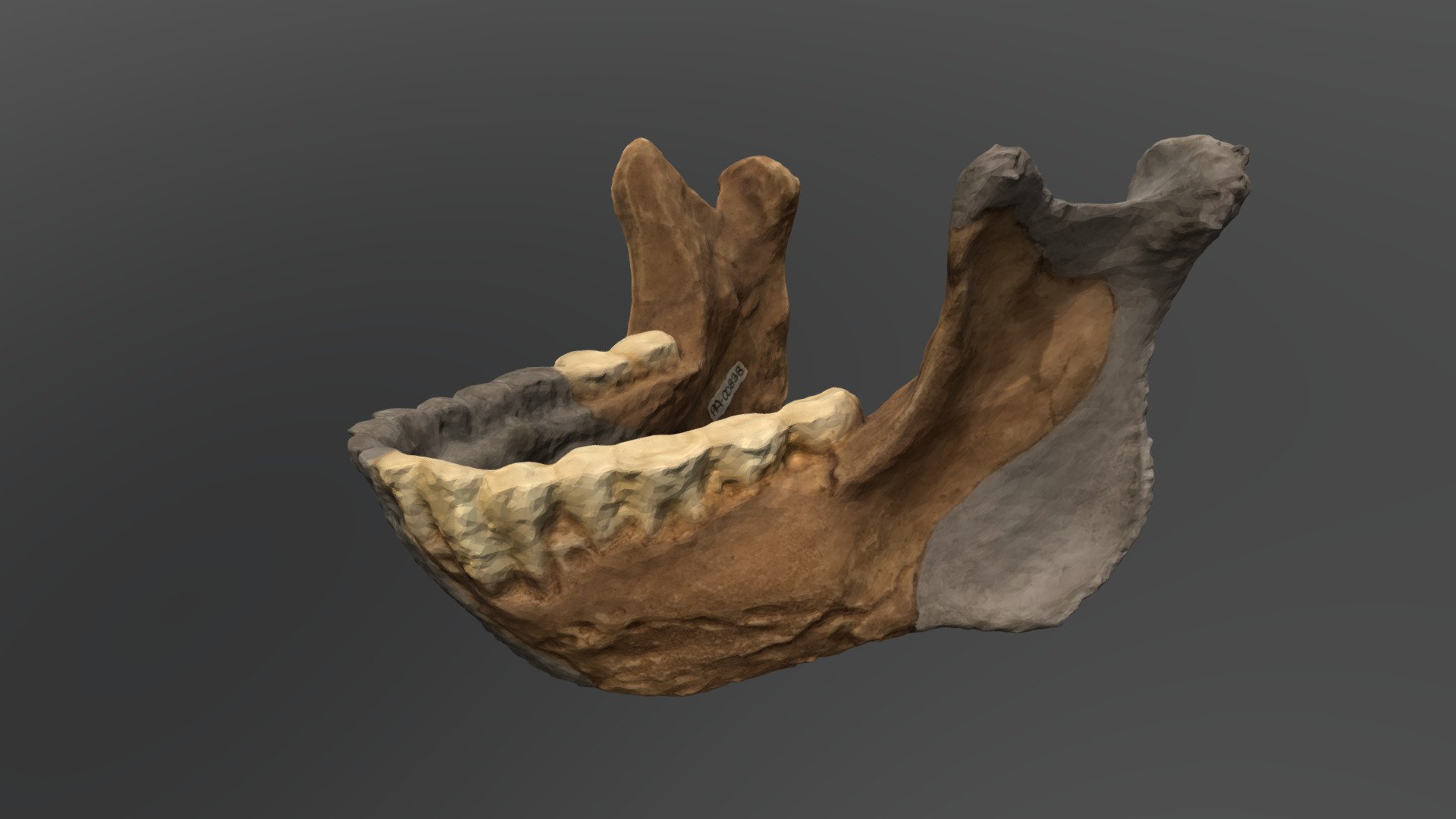 Homo erectus Mandible (Peking Man) - 3D model by UCFanthropology ...