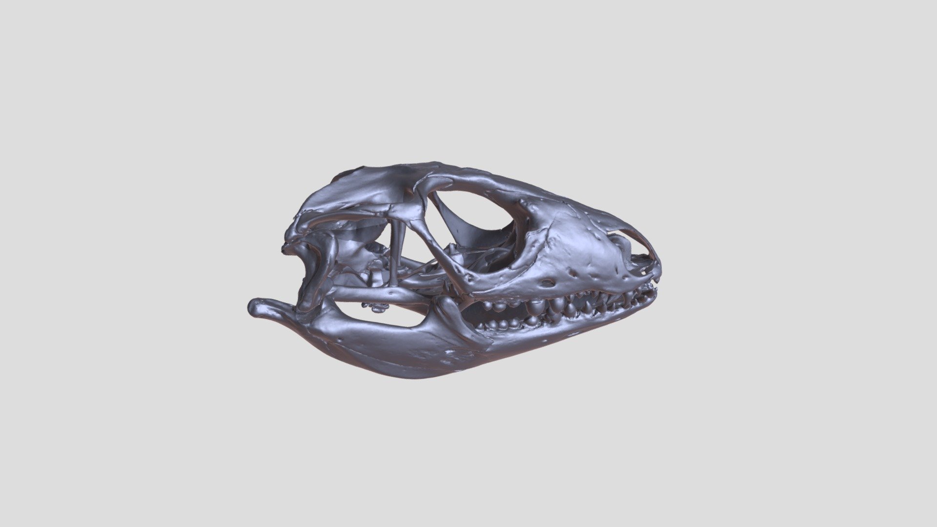 Skull of Salvator rufescens (red tegu) - Download Free 3D model by ...