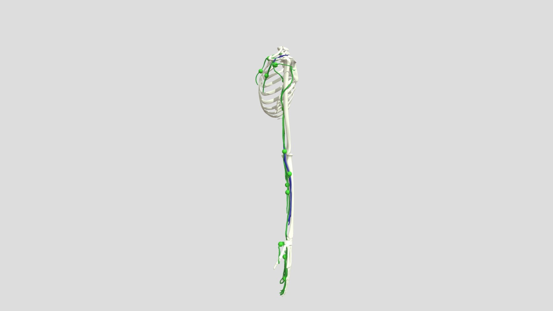 Siamang Upper Limb Arteries Numbers - Download Free 3D model by VISIBLE ...
