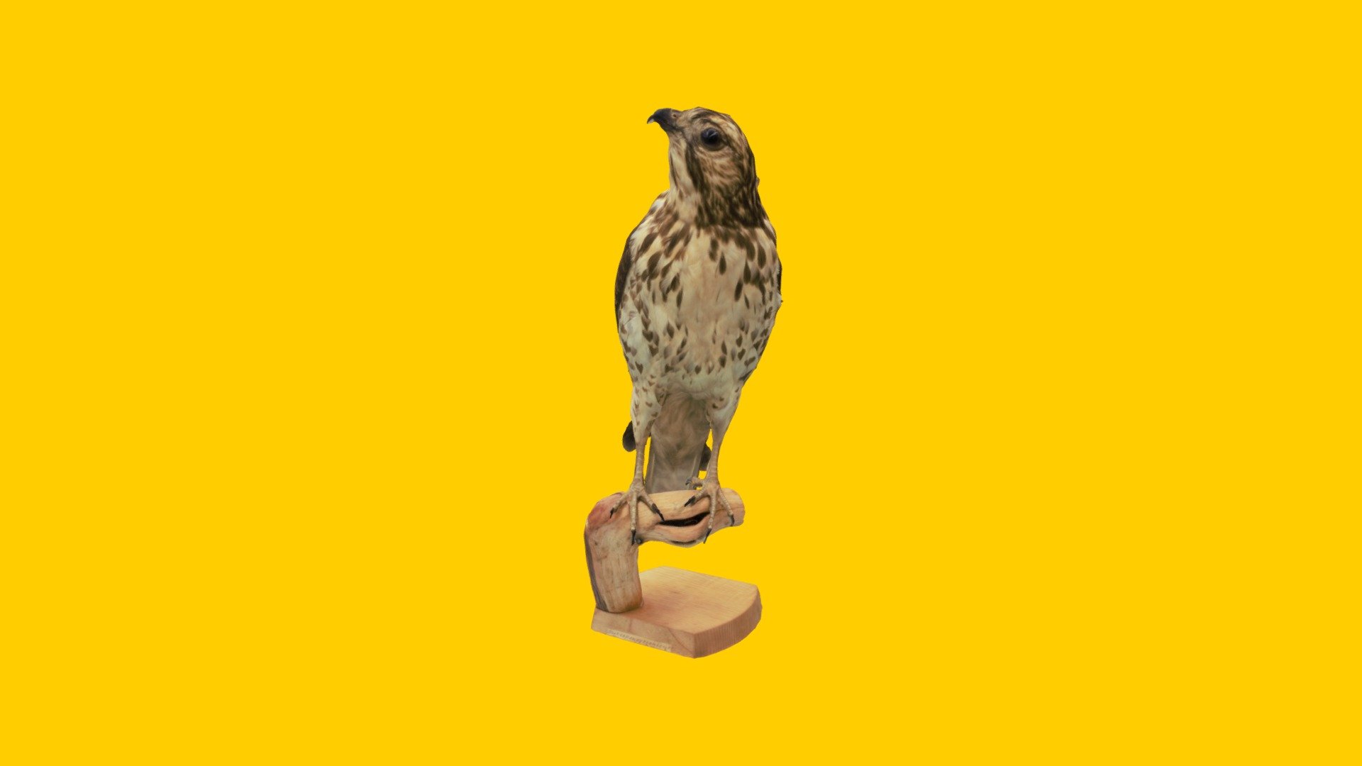 Northern Goshawk (2) - 3D model by UIMuseumofNaturalHistory [bf94c82 ...