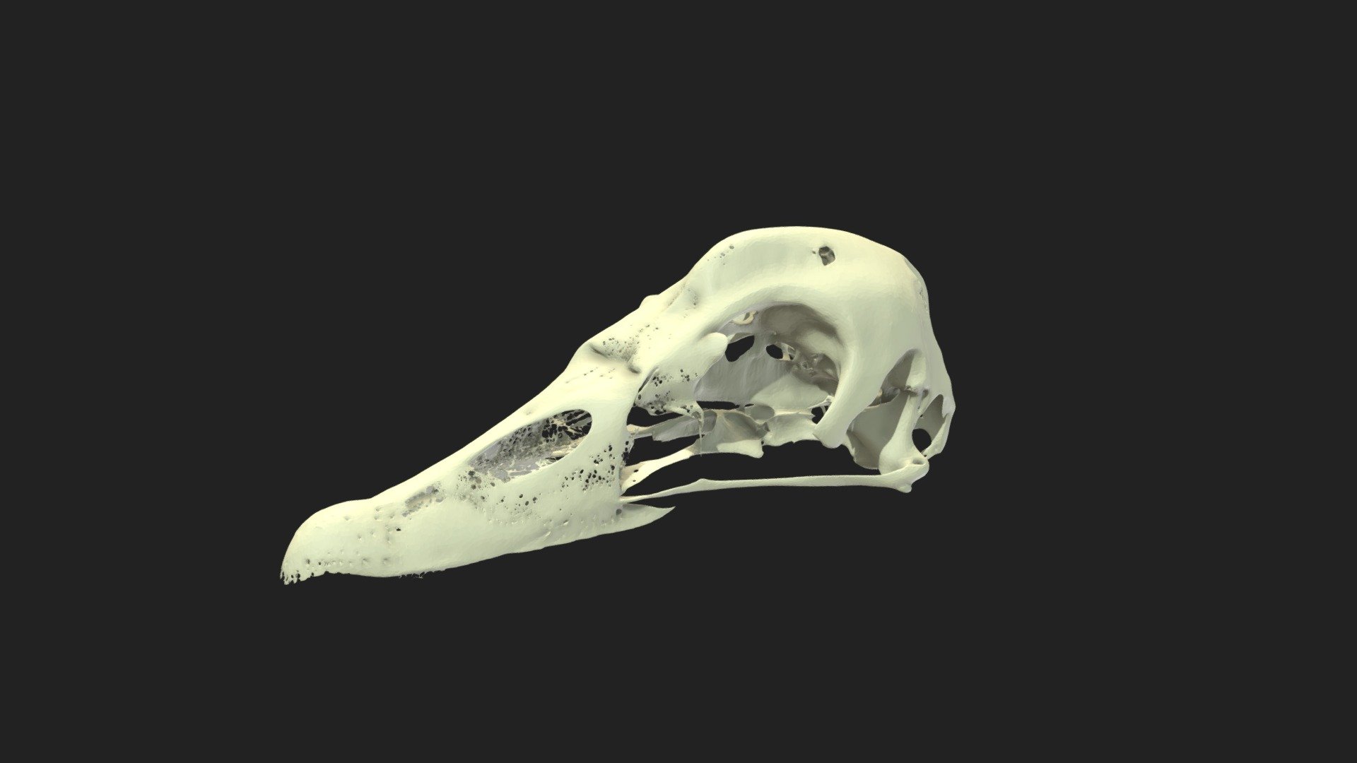 Magpie Goose Skull - 3D model by Blackburn Lab (@ufherps) [bf988b1 ...