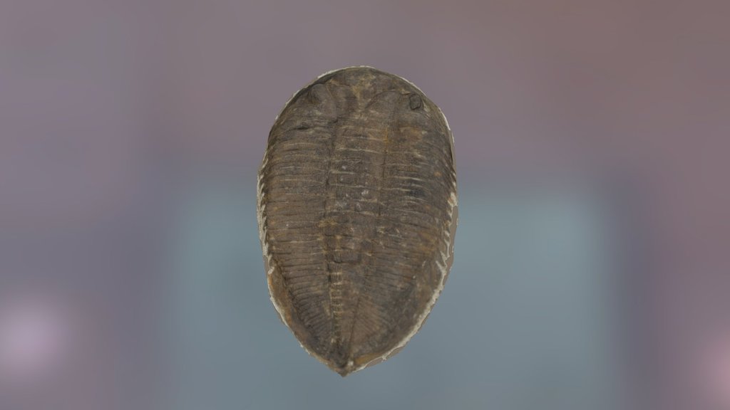 Asaphida Trilobite 1 - 3D model by gburkett05 [bf9b46c] - Sketchfab