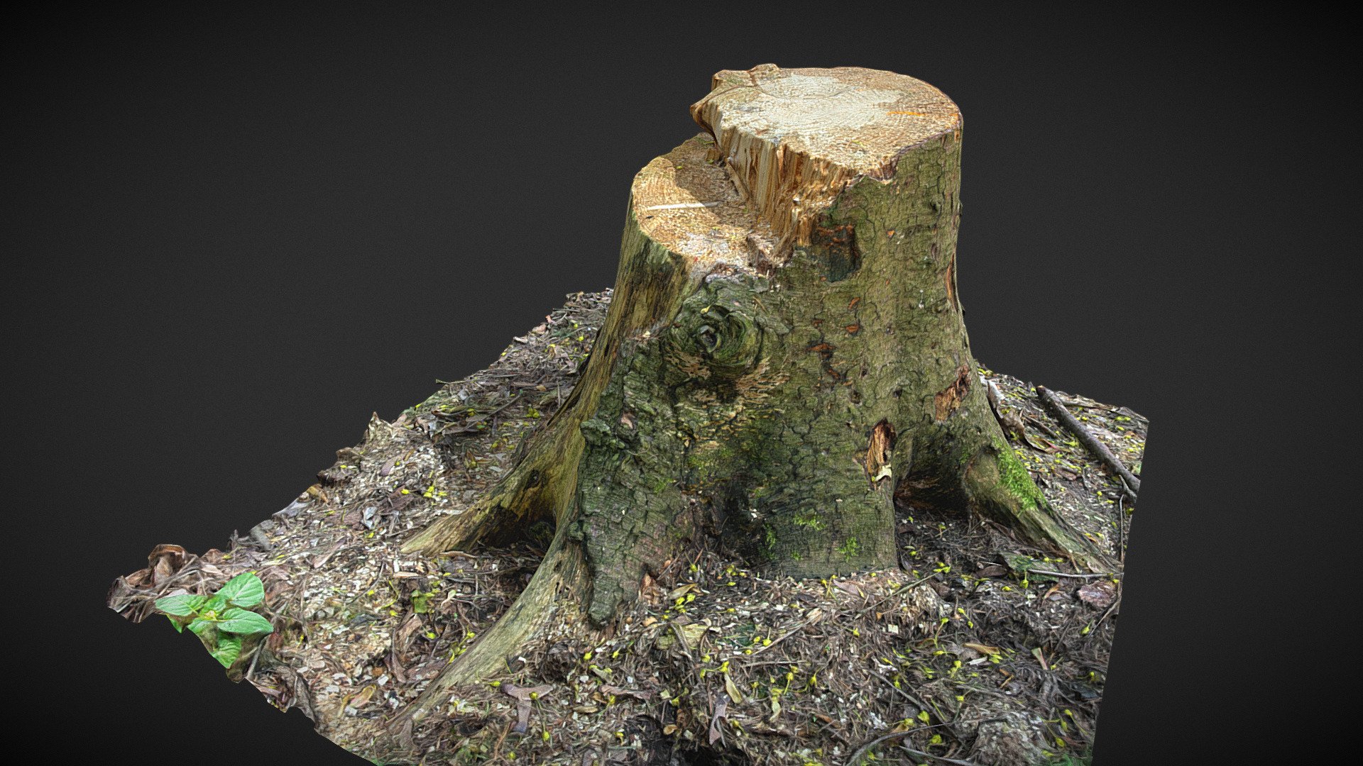 Tree stump - Buy Royalty Free 3D model by Goromor (@gorllu) [bfb48c1 ...