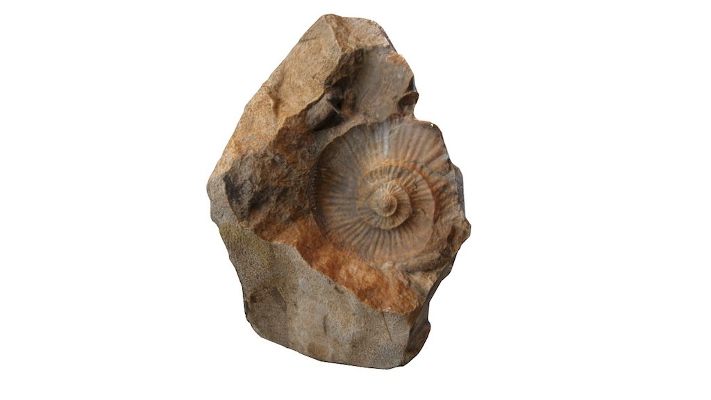 Ammonite Fossil Countermold LOD1 - 3D model by Free 3D Models ...