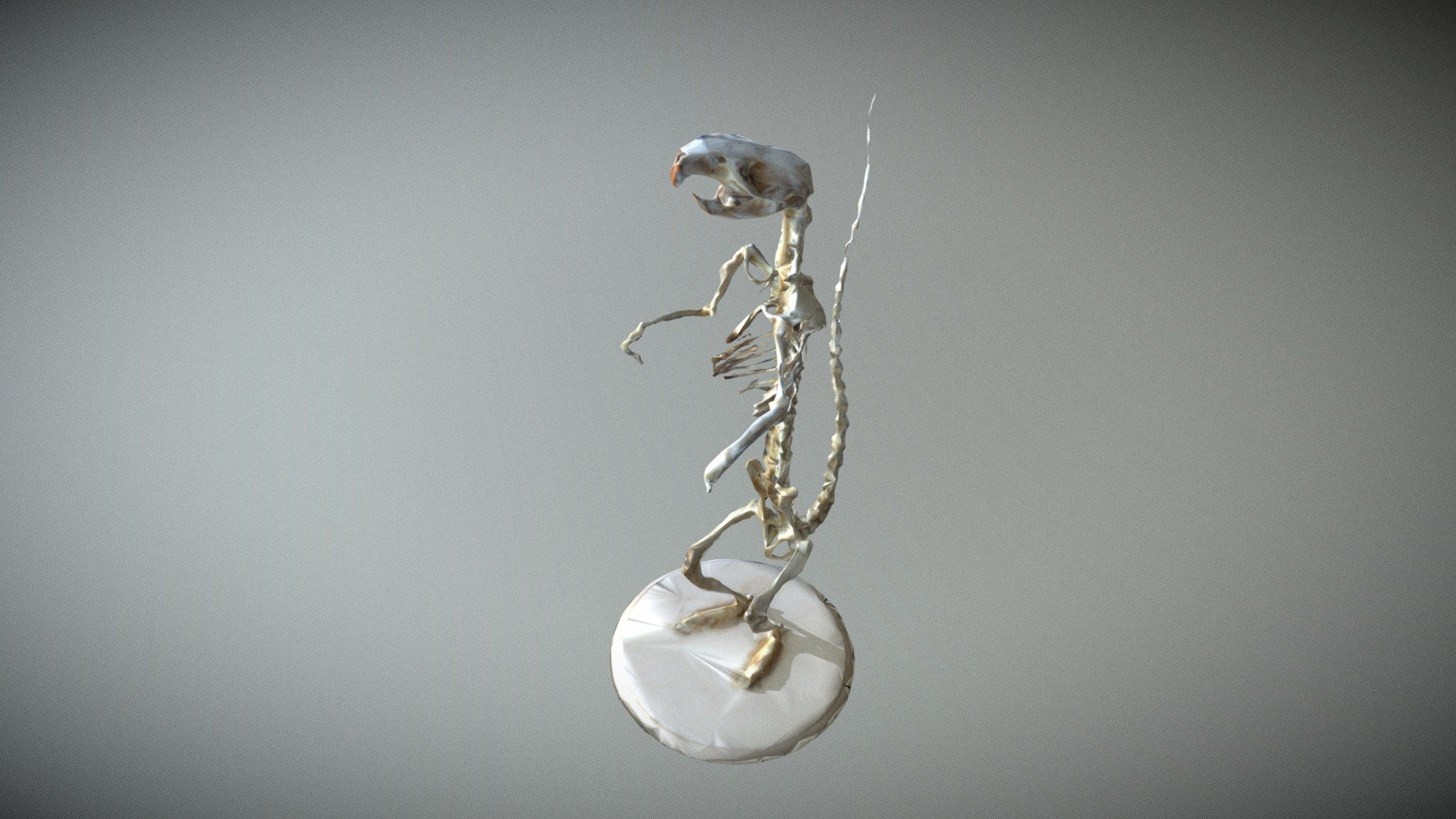 "Ratata" - A rat skeleton anatomy model - 3D model by sketchFAM ...