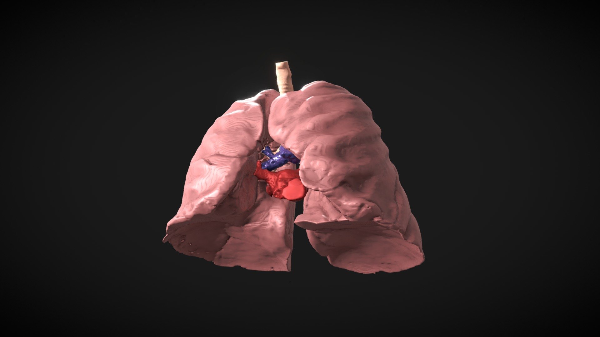 Lungs: lobes, trachea, PA, PV - 3D model by APIL (@apil_tgh) [bfc3b81 ...