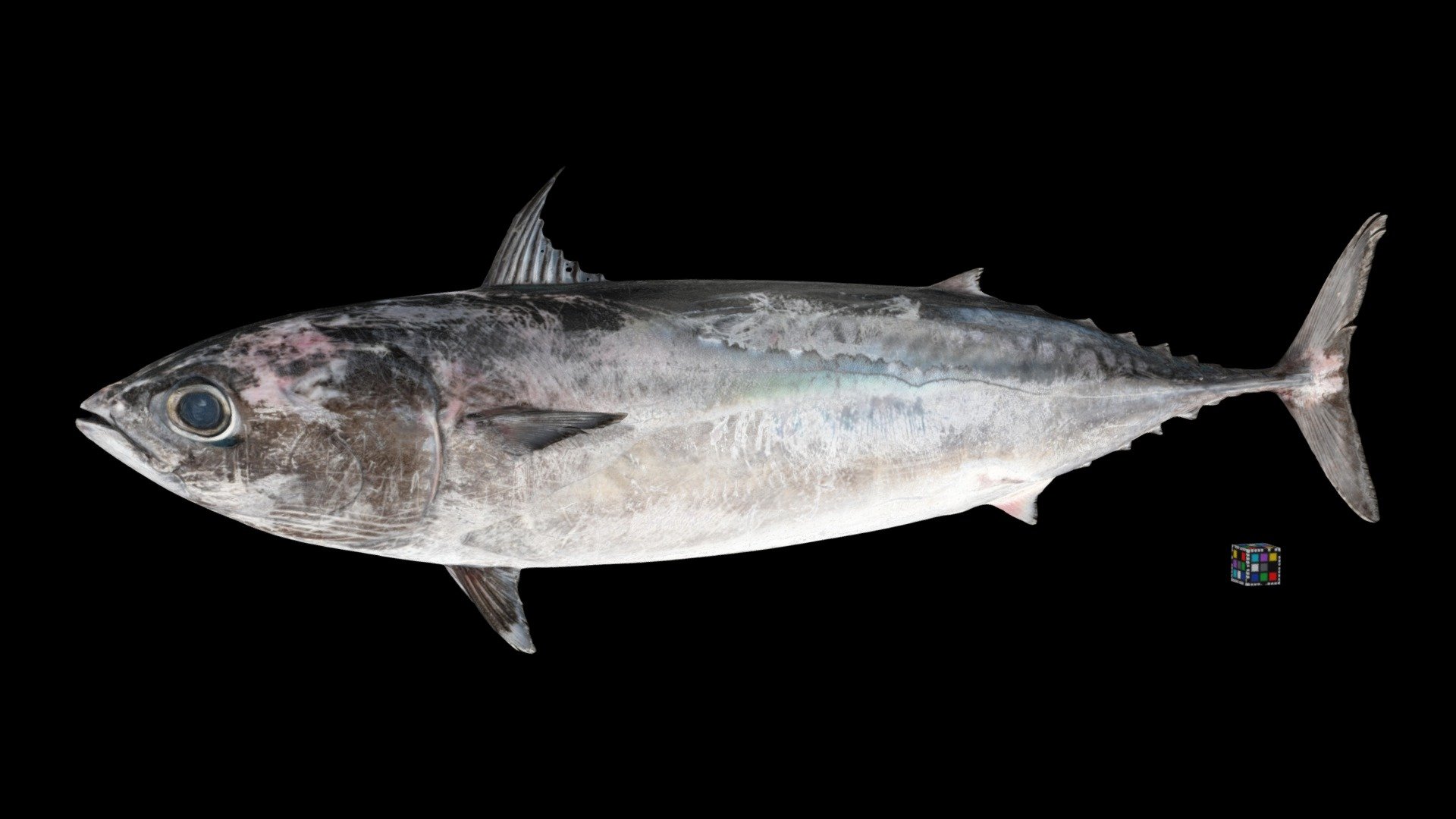 スマ Eastern Little Tuna, Euthynnus affinis - Download Free 3D model by ...