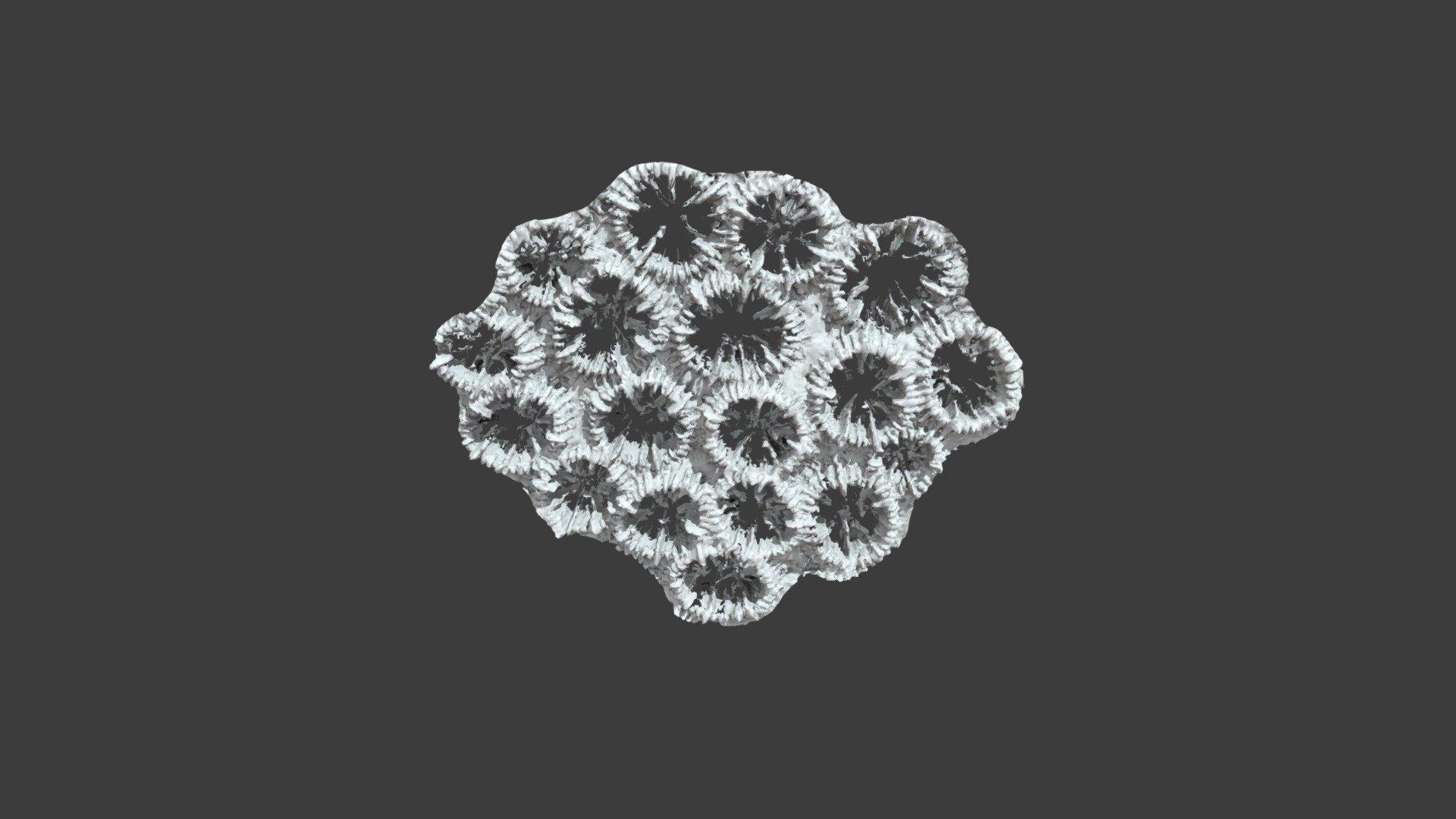 Astraea (Orbicella) coronata: Detail View - Download Free 3D model by ...