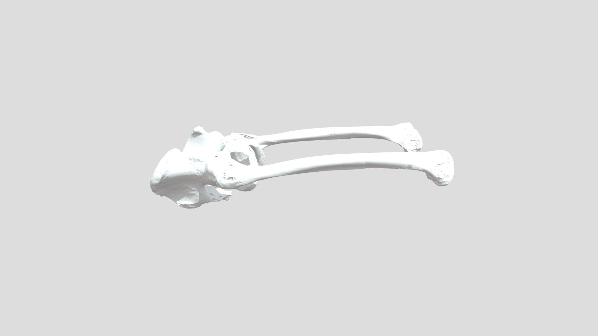 Decimated Hips - 3D model by salsamardli [bfd5610] - Sketchfab
