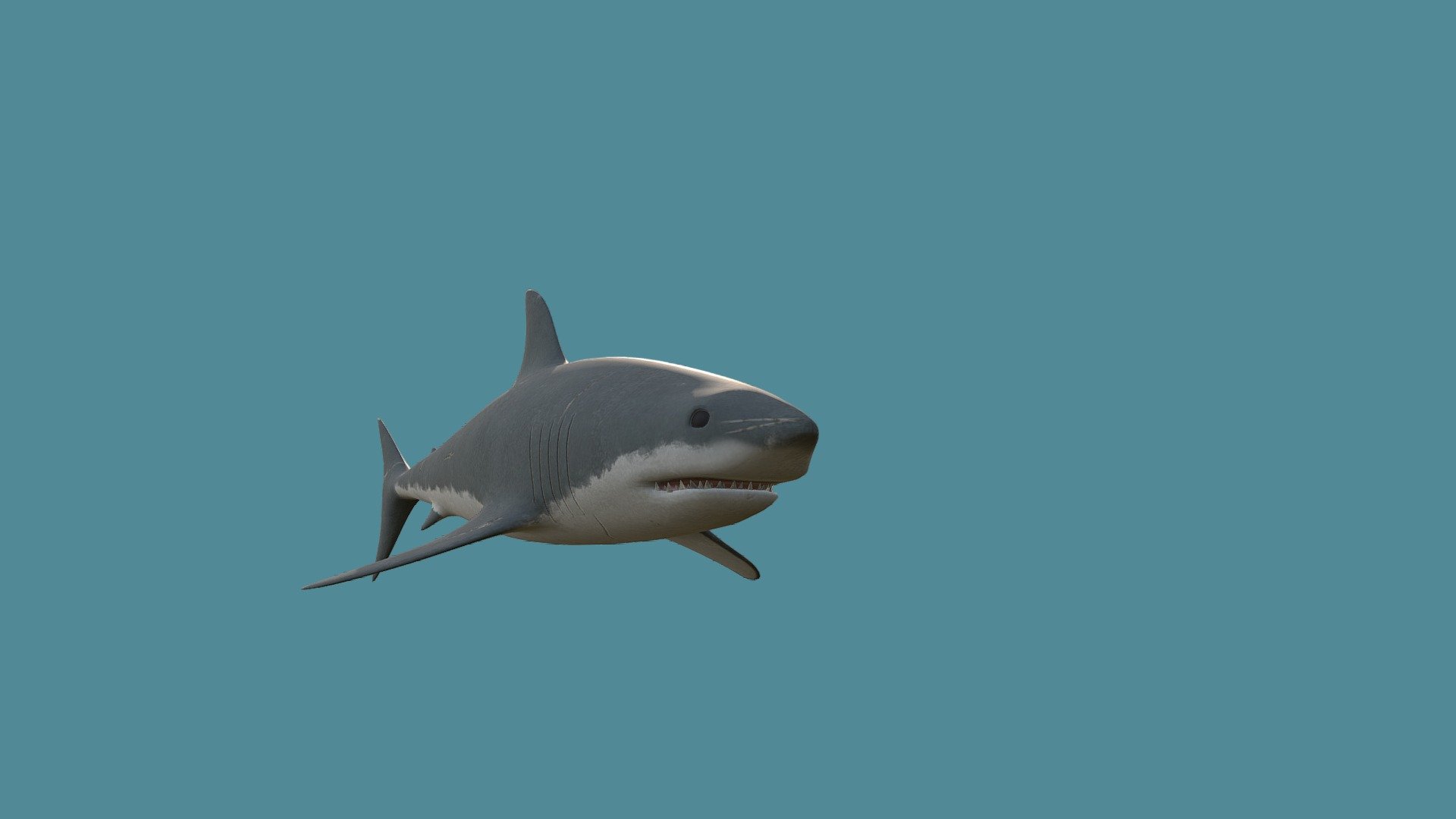 Great White Shark - Download Free 3D model by FinnPizzey [bfd5650 ...