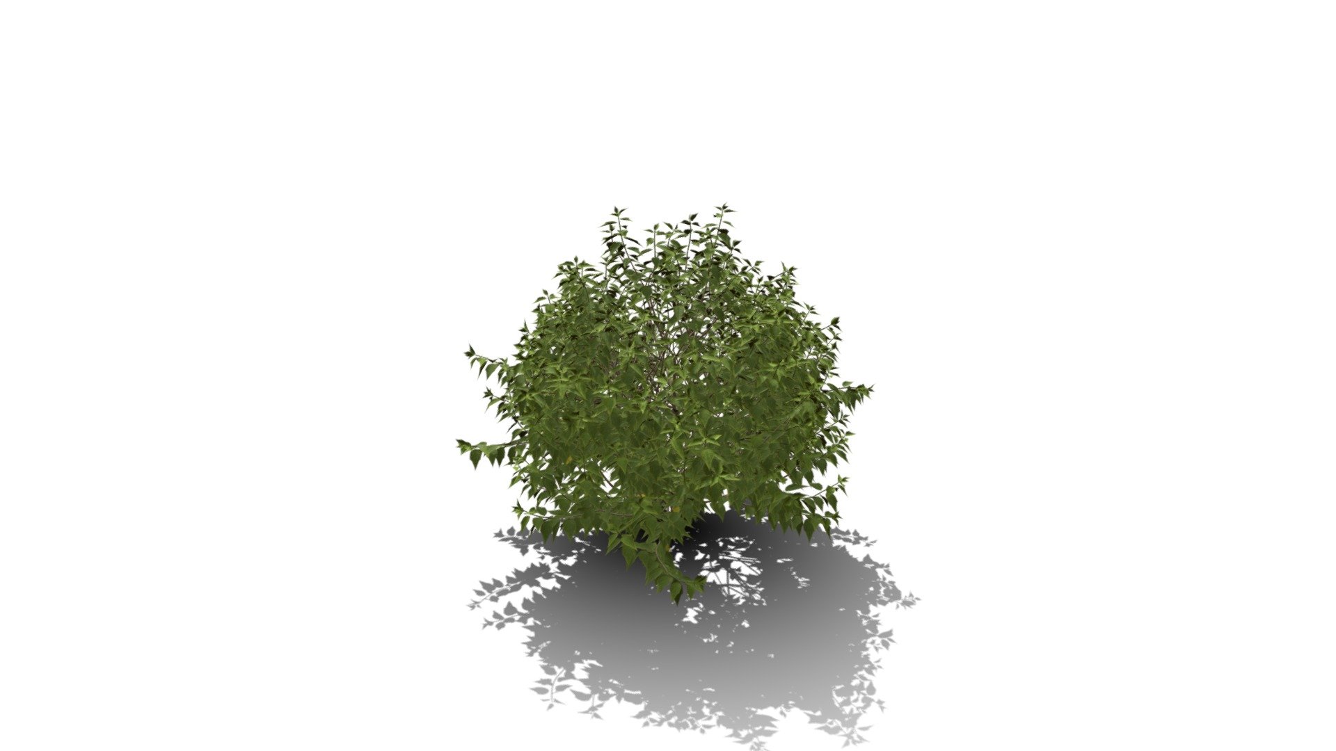 Realistic HD Turk's cap mallow (13/20) - Download Free 3D model by ...