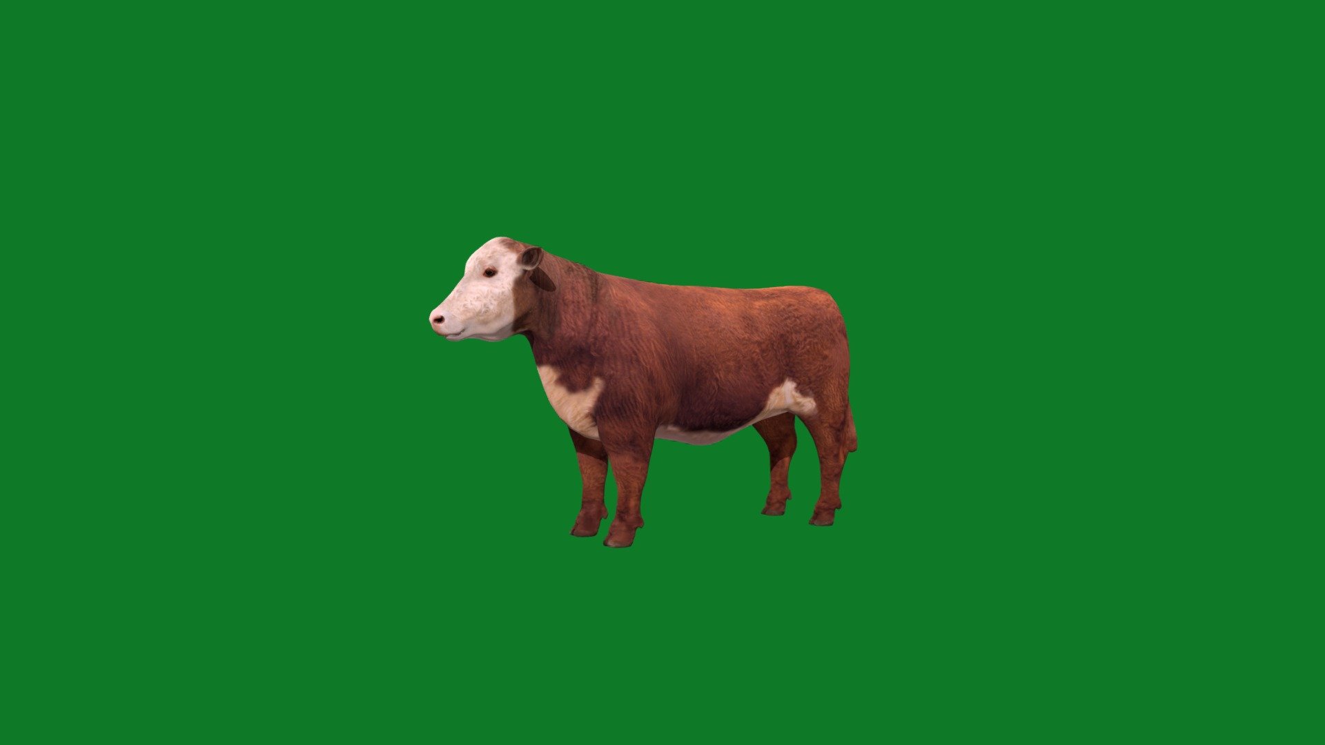 Hereford Beef Cattle (Lowpoly) - Buy Royalty Free 3D model by ...