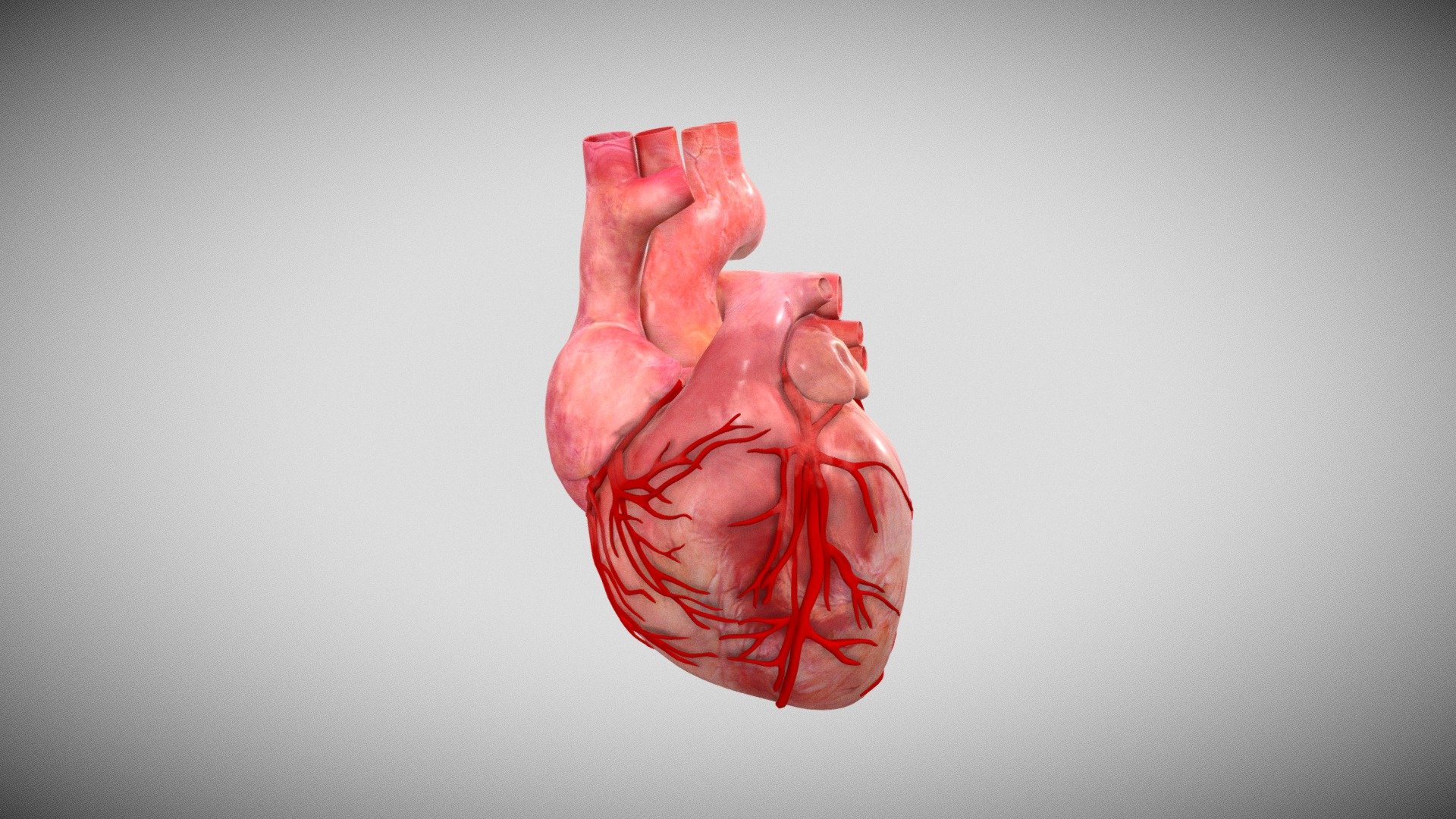 Heart - 3D model by Vikas Goud (@vikasgoud610) [bfdb10c] - Sketchfab