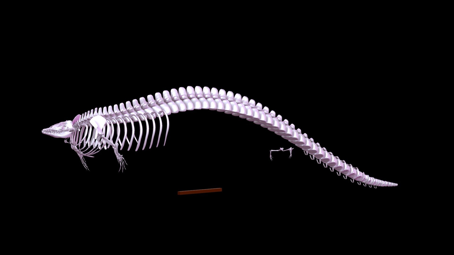 Perucetus colossus Reconstruction & Animation - 3D model by Evans ...