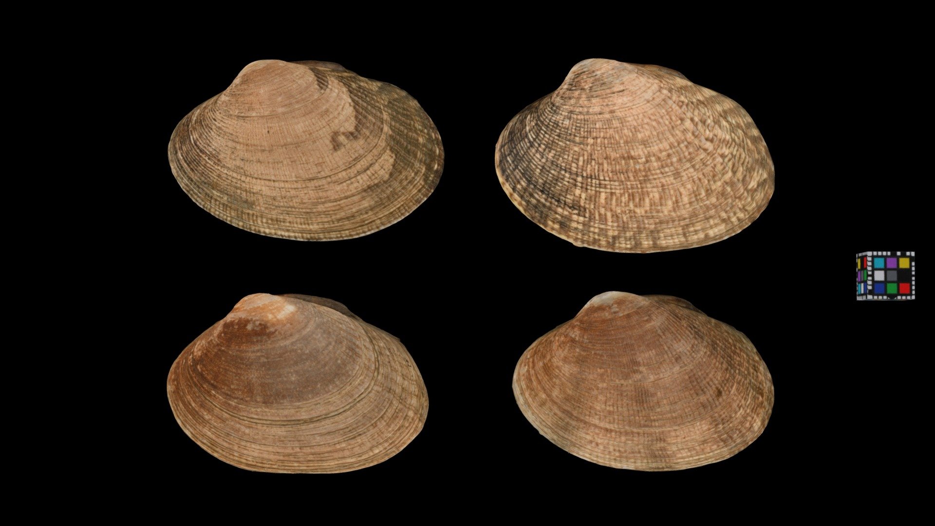 アサリ Manila Clam, Ruditapes philippinarum - Download Free 3D model by ffish.asia / floraZia.com ...