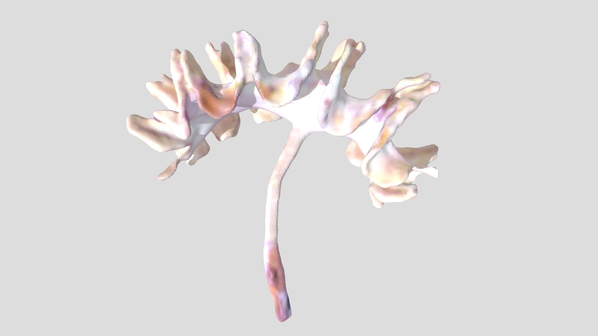 Renal pelvis (dog) - 3D model by University of Sarajevo - Veterinary ...