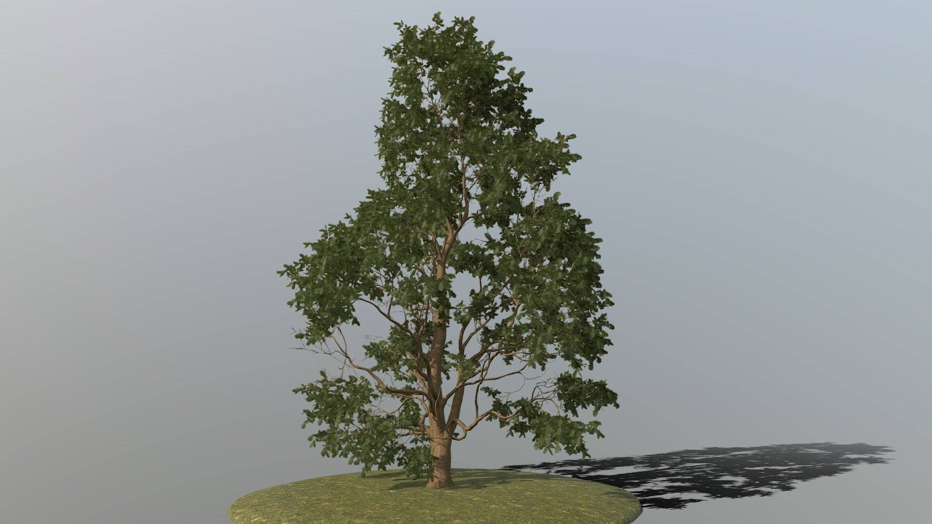 Oak Tree - Buy Royalty Free 3D model by Studio Lab (@studiolab.dev ...