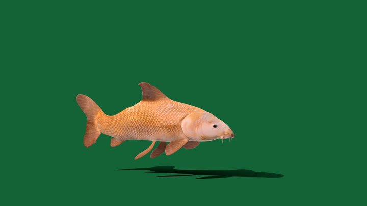 3d-fish 3D models - Sketchfab