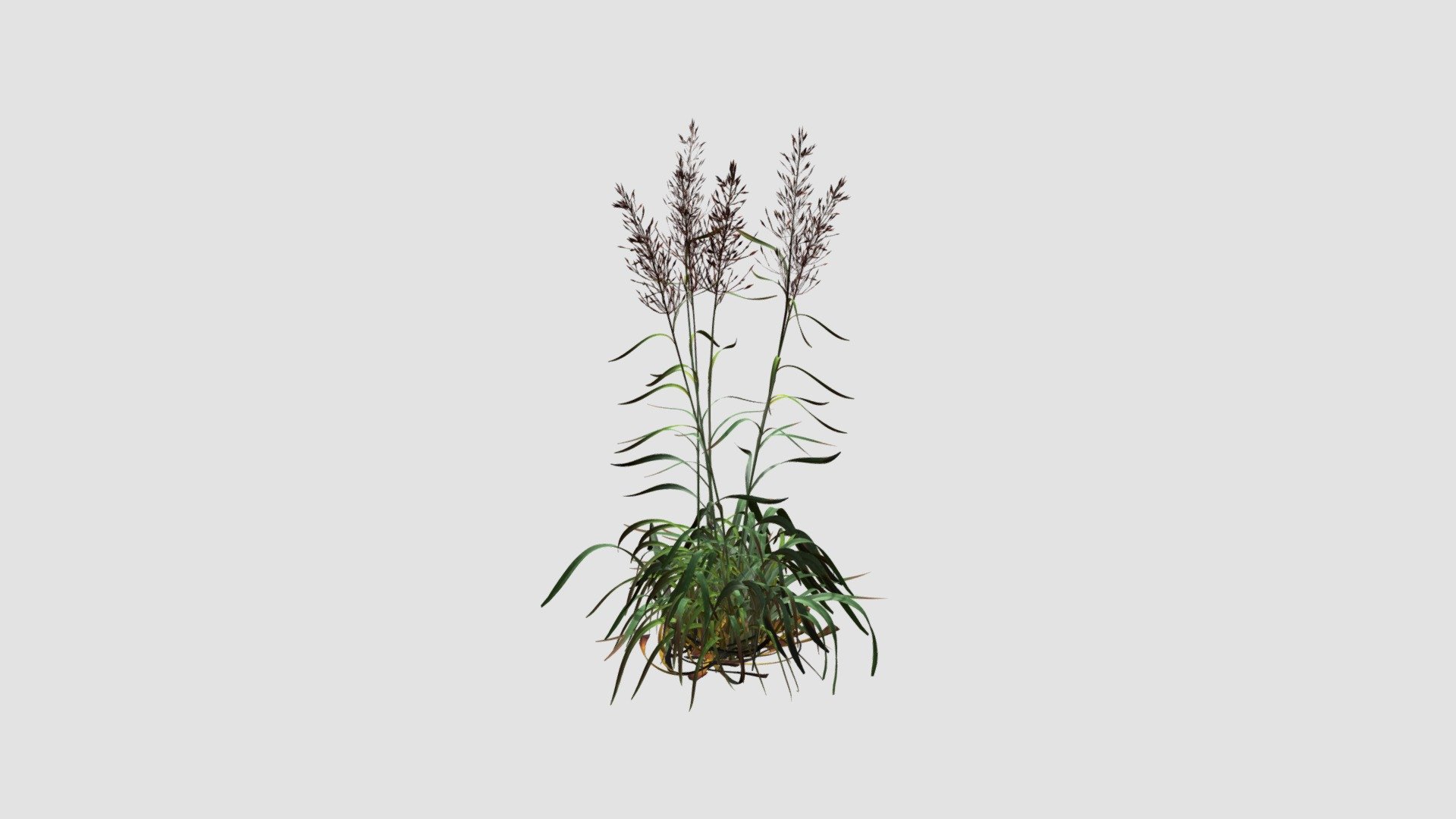 Spodiopogon sibiricus - Buy Royalty Free 3D model by Evermotion ...