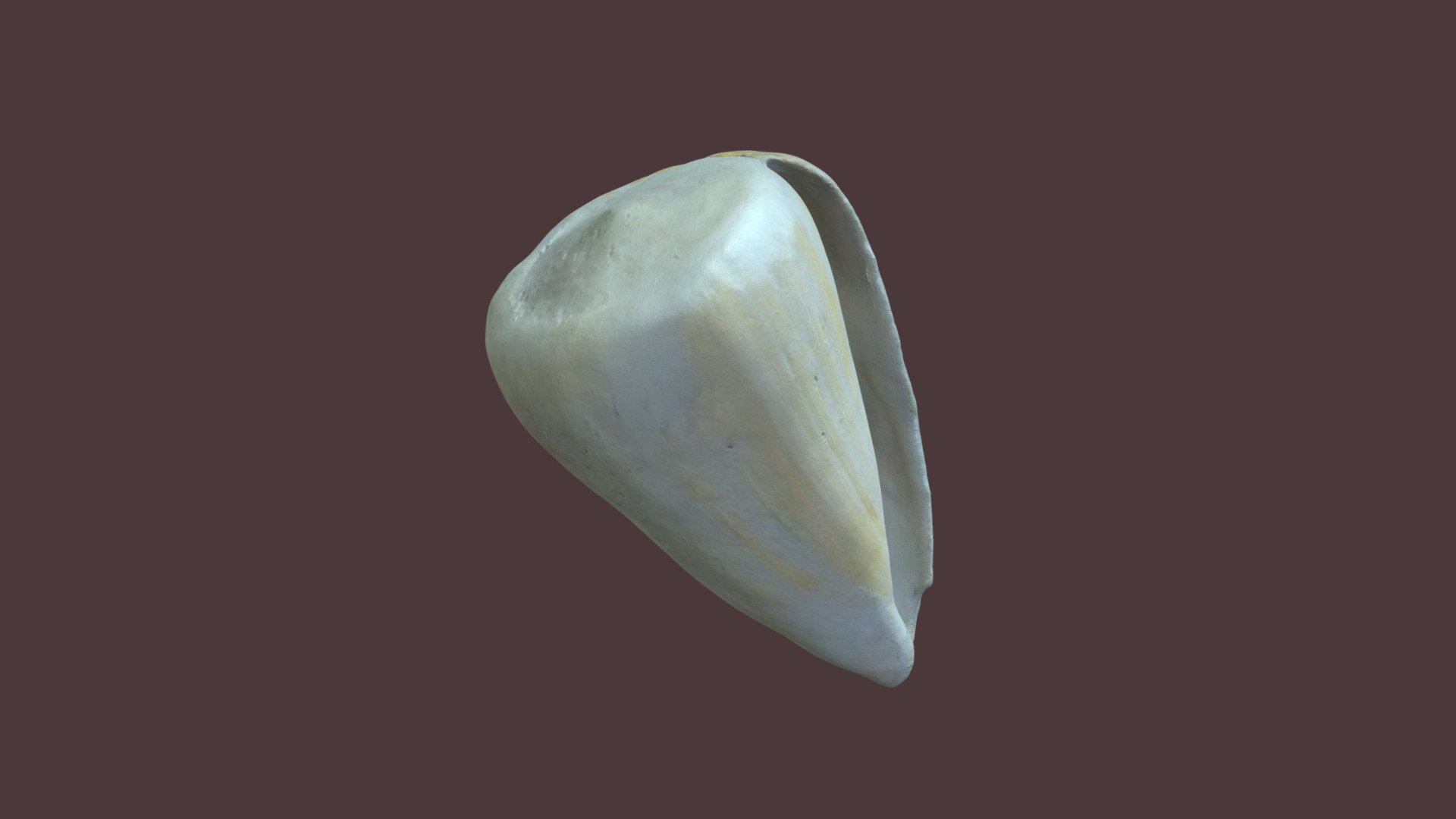 cone shell - Buy Royalty Free 3D model by holgercp [bfebfa0 ...