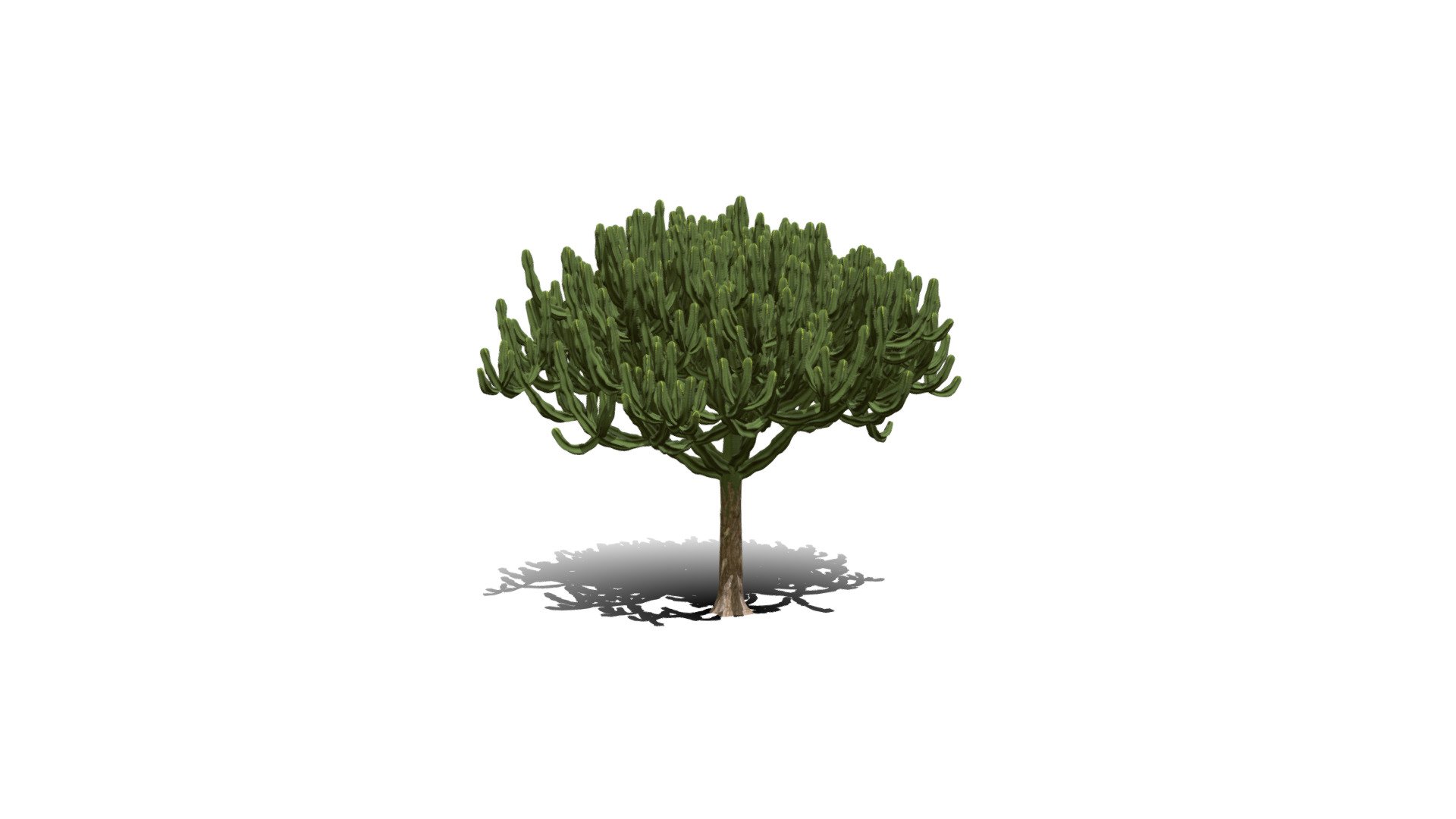 Realistic HD Candelabra tree (5/40) - Buy Royalty Free 3D model by ...