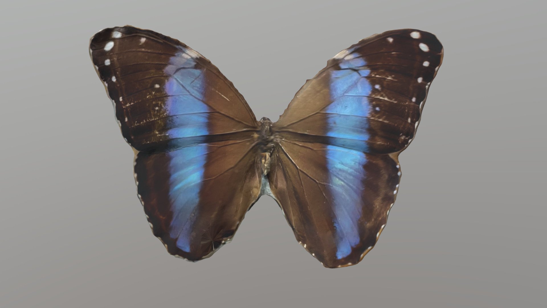 Papillon Morpho Achilles - Download Free 3D model by Tavernier Amaury ...