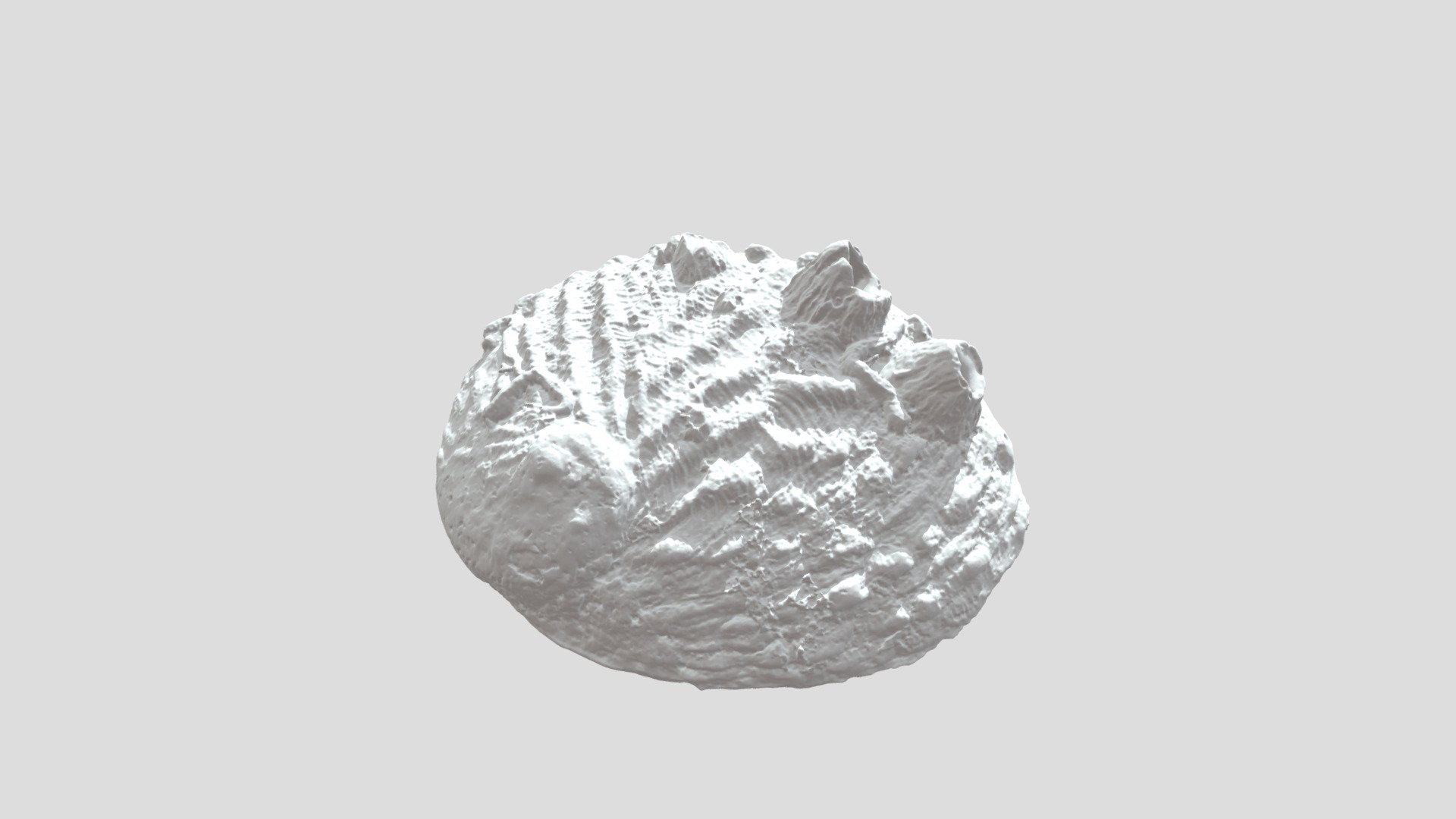 Abalone Shell_contaminated - Download Free 3D model by Museum for Touch ...