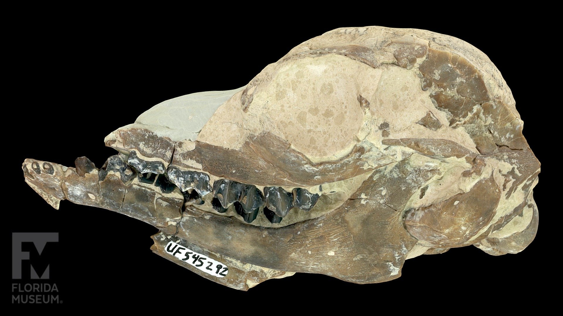 Fossil Camel Skull (UF UF 545292) - 3D model by FloridaMuseum [bff1f8e ...