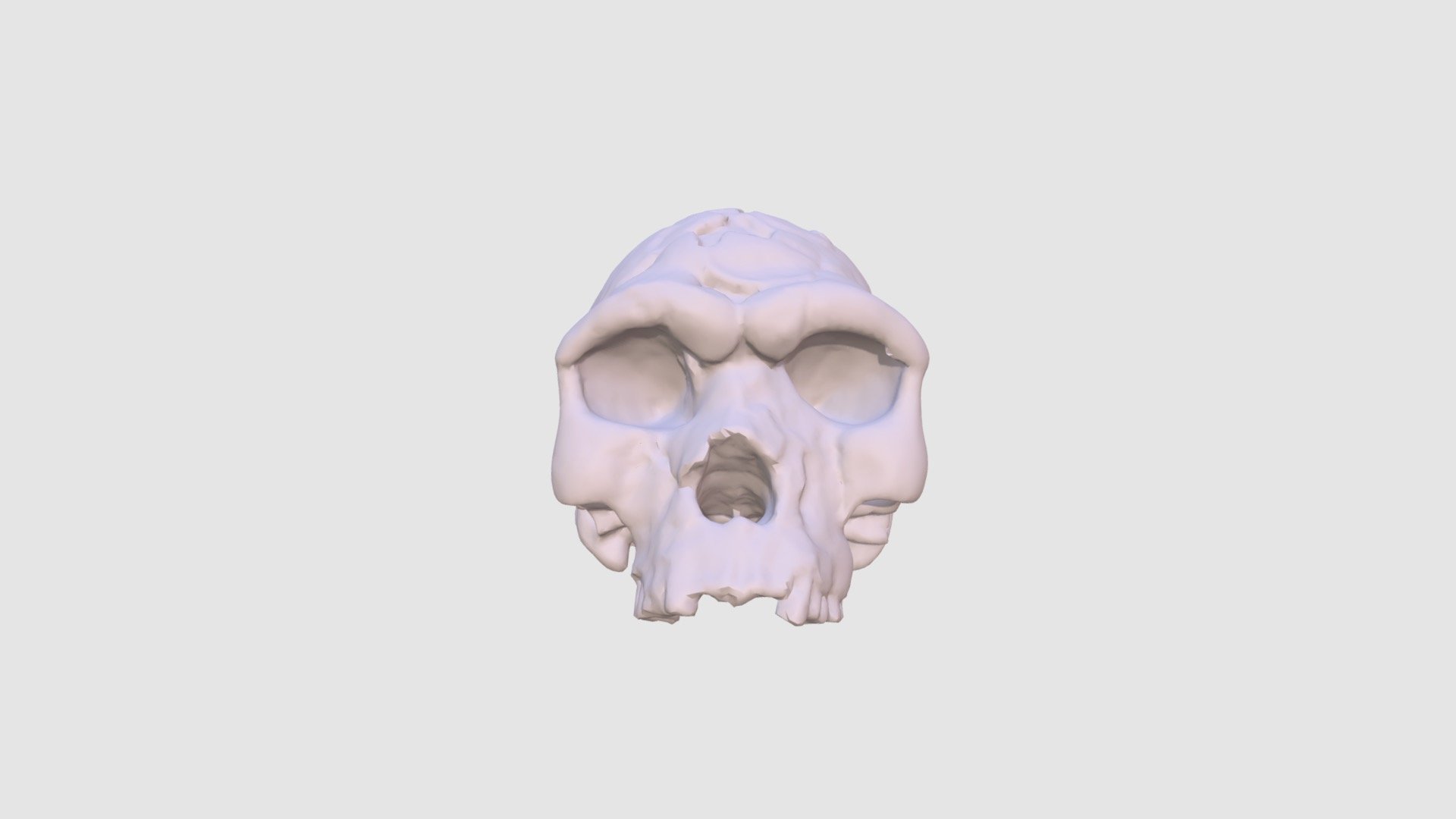 Herto Skull - 3D model by Dartmouth (@dartmouth-college) [bff51c9 ...