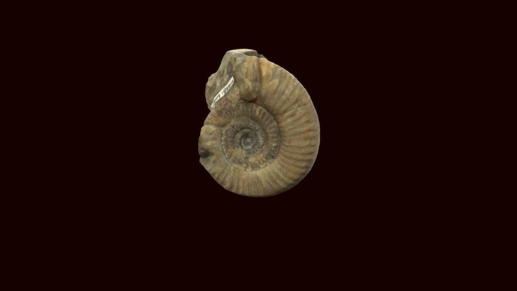 Ammonite - Download Free 3D model by Scarborough Museums and Galleries ...