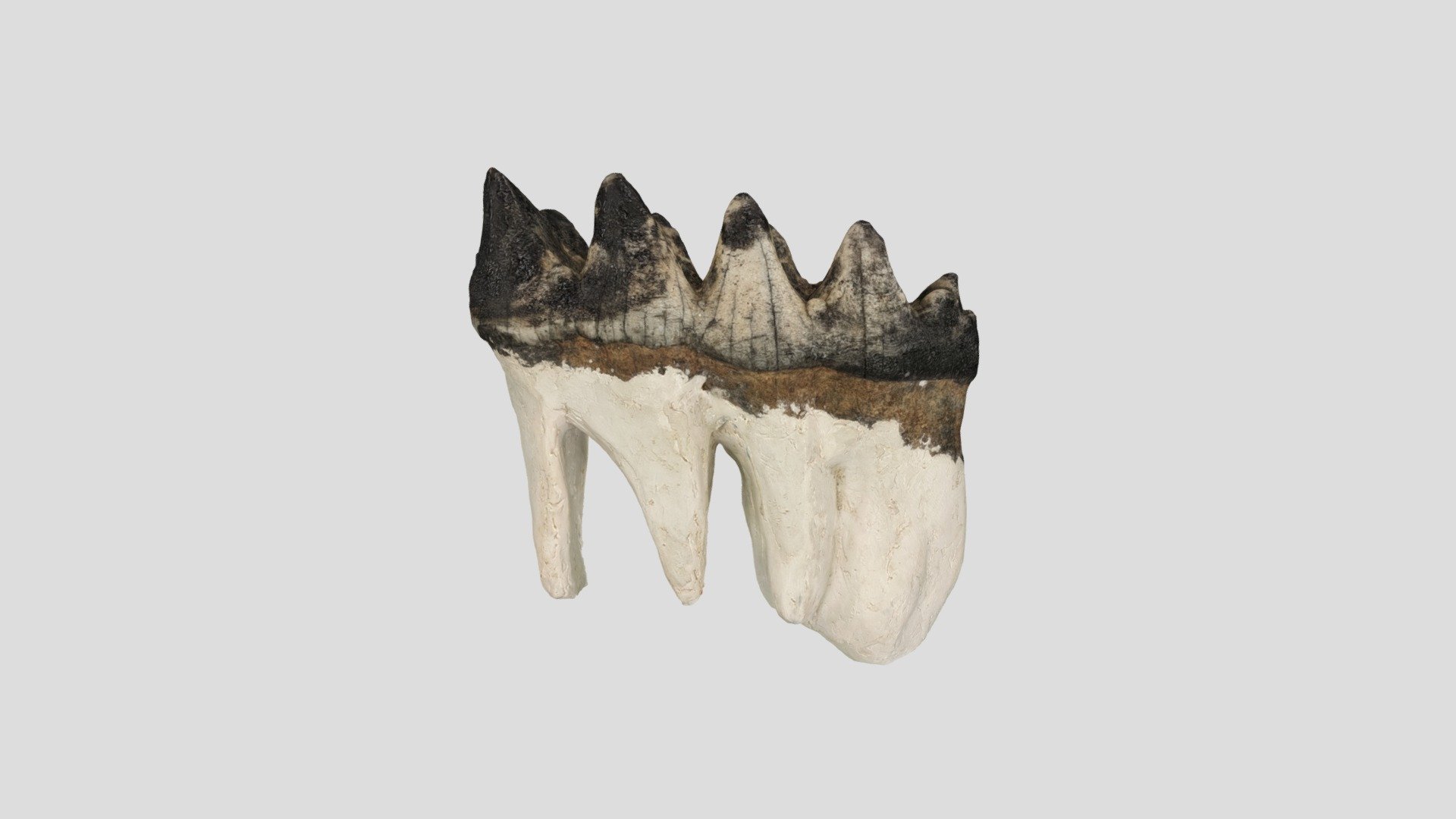 Mastodon Tooth - 3D model by Jangojips [bff6699] - Sketchfab