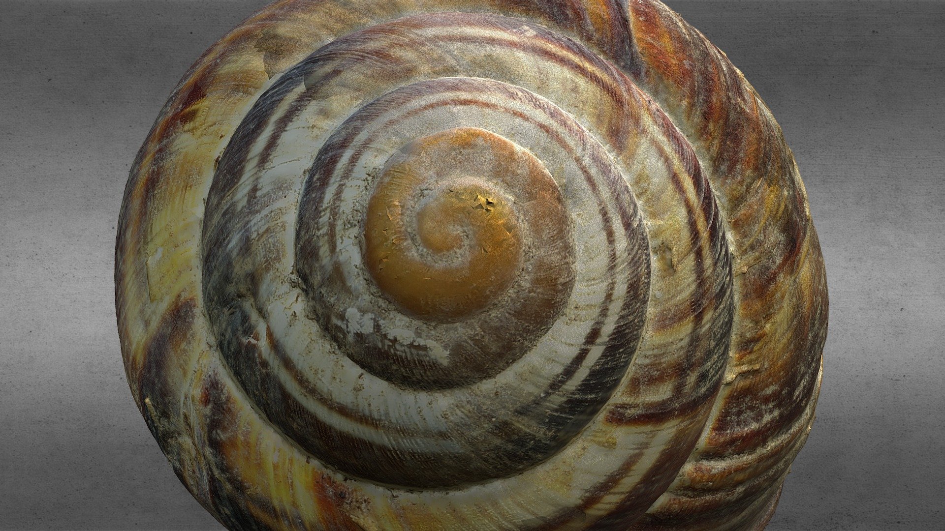 L'escargot ( Helix aspersa ) - The snail - 3D model by ab-studio ...