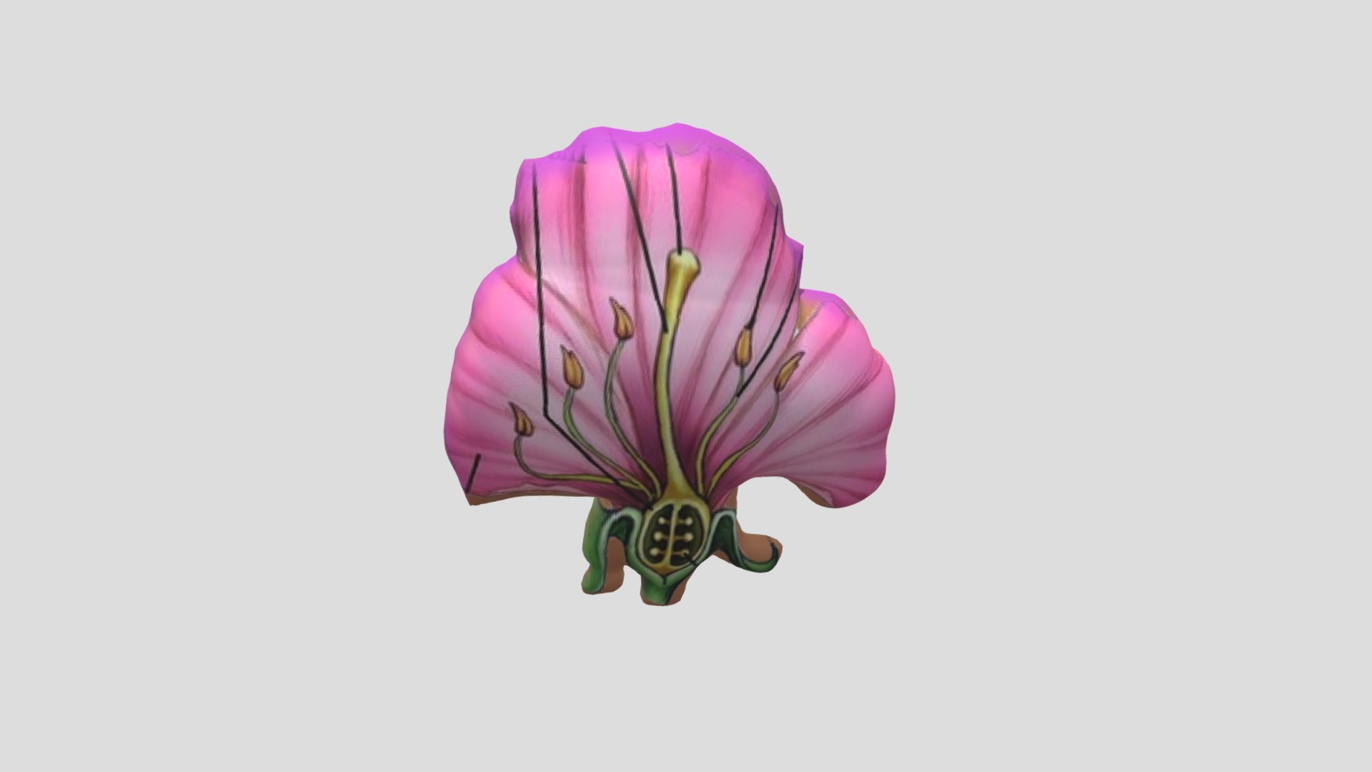 Bunga Kembang Sepatu - 3D model by nildaapriyatitengo [c000ab0] - Sketchfab