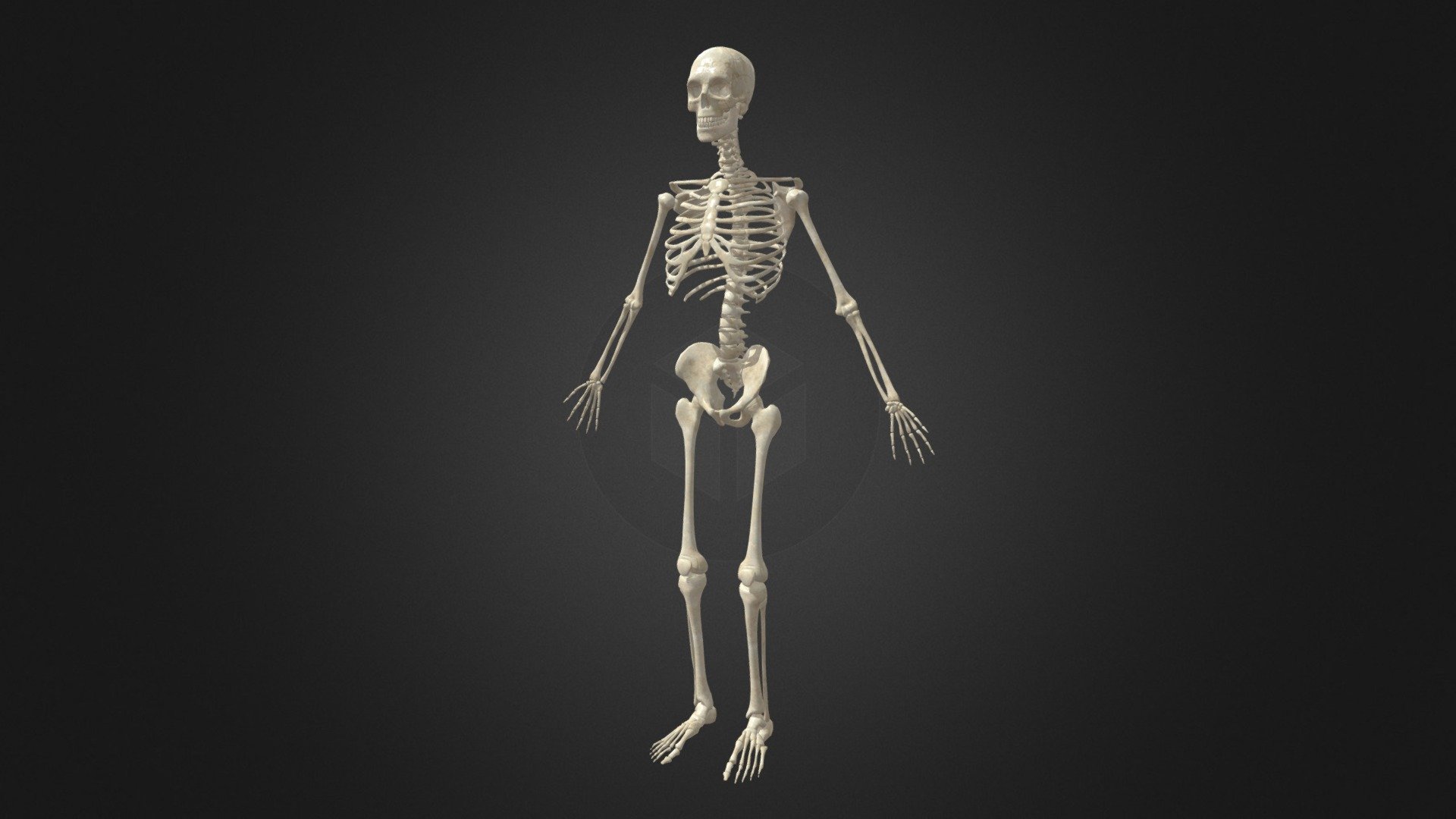 Human Skeleton - Buy Royalty Free 3D model by luxe3dworld [c0096bf ...