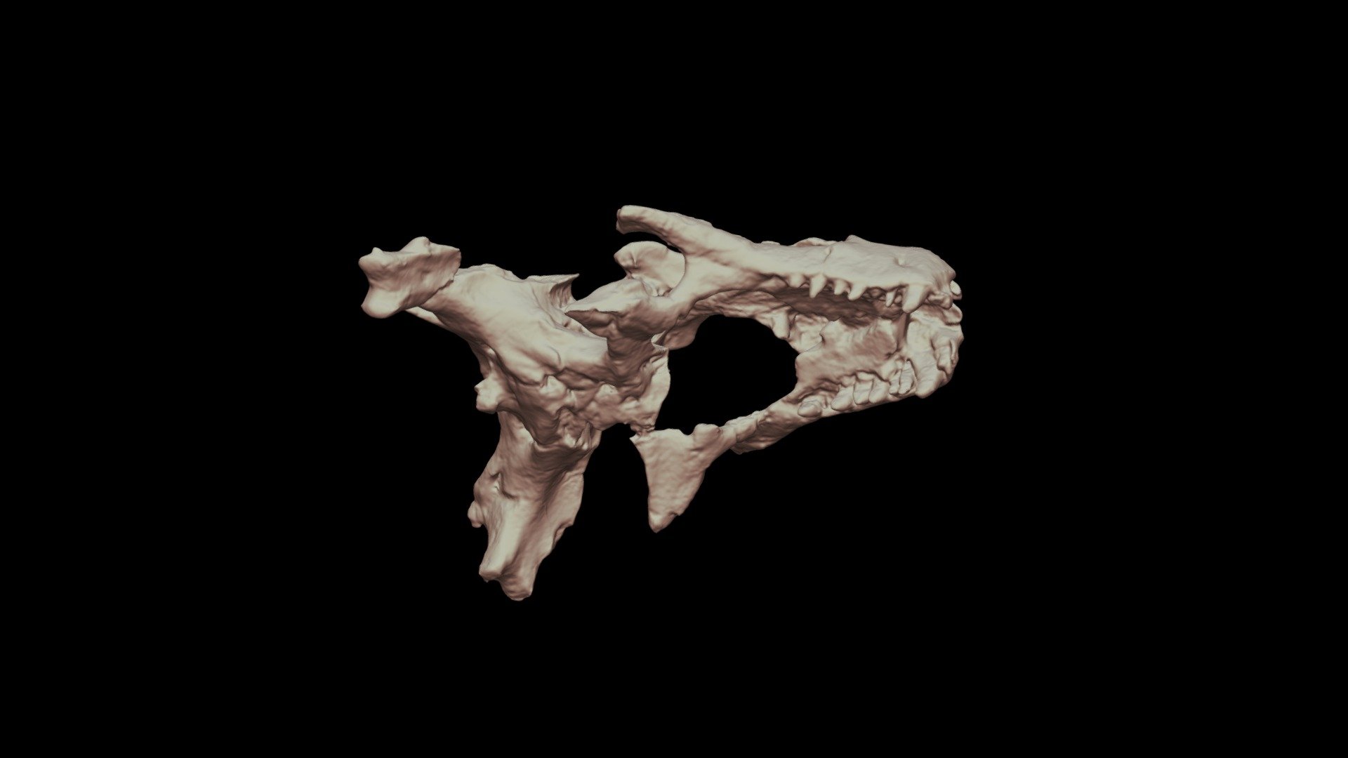 Notosuchus terrestris Cráneo - 3D model by Museo de La Plata, Argentina ...
