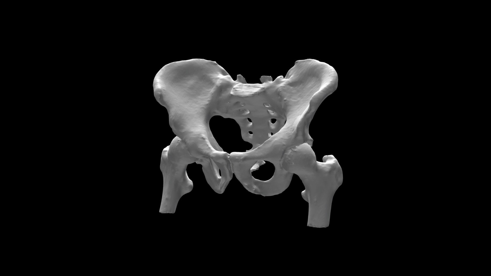 Pelvis - 3D model by Media Studio 3D Print Lab - Addenbrookes Hospital ...