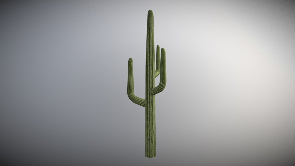 Cactus (Procedural Texture) - 3D model by Martijn de Ronde ...