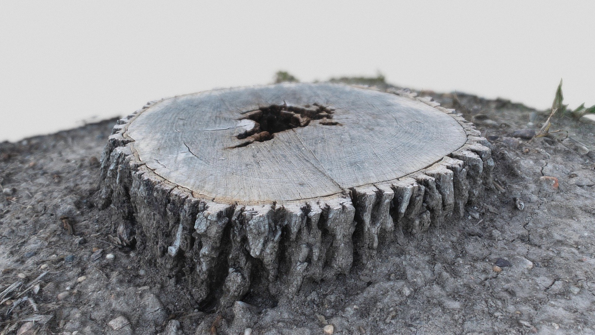 Tree Stump 27 - 3D model by Astounding Products (@astoundingproducts ...