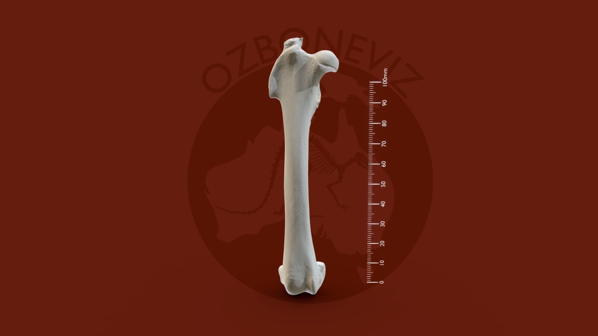 Gray dorcopsis femur - 3D model by Ozboneviz [c017280] - Sketchfab