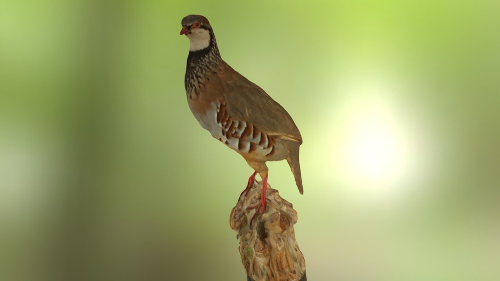 Perdiz - 3D model by SteadPro [c01a910] - Sketchfab
