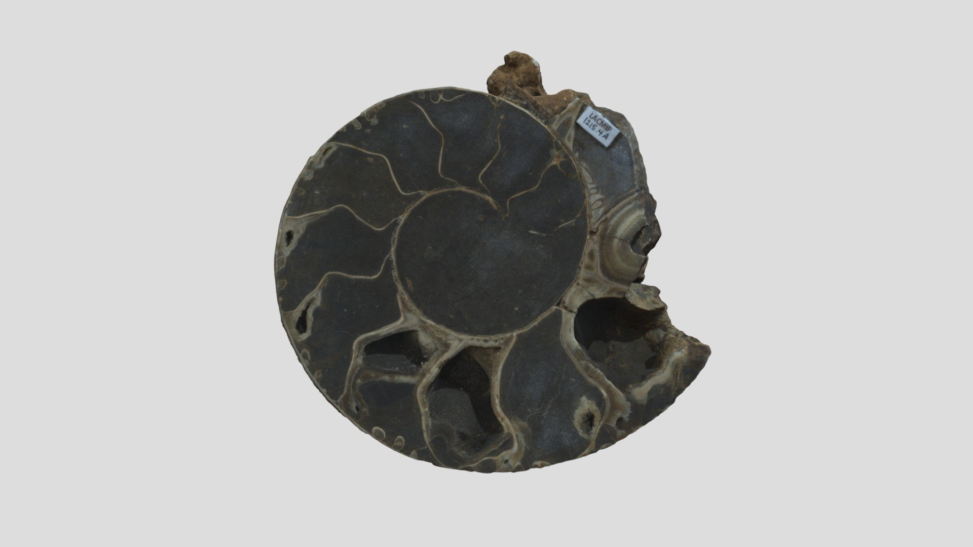 LACMIP 1215.4a Pachydiscus catarinae - Download Free 3D model by ...