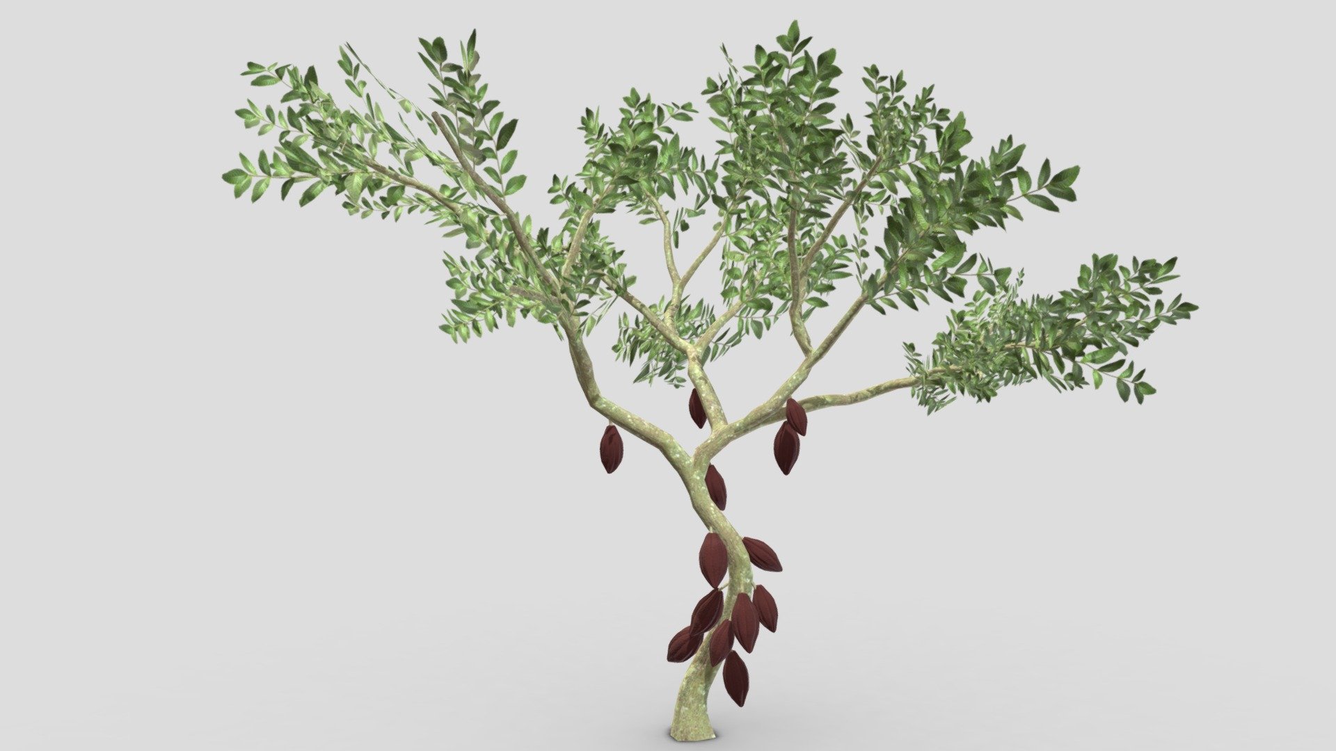 Cacao Tree( Brown Fruit)- 03 - Buy Royalty Free 3D model by ASMA3D ...