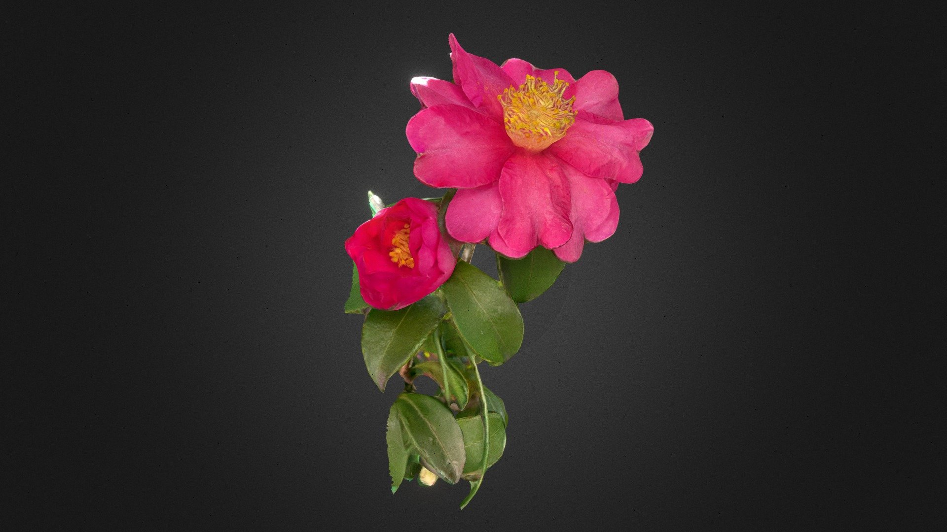 ツバキ - Download Free 3D model by seirogan [c030819] - Sketchfab