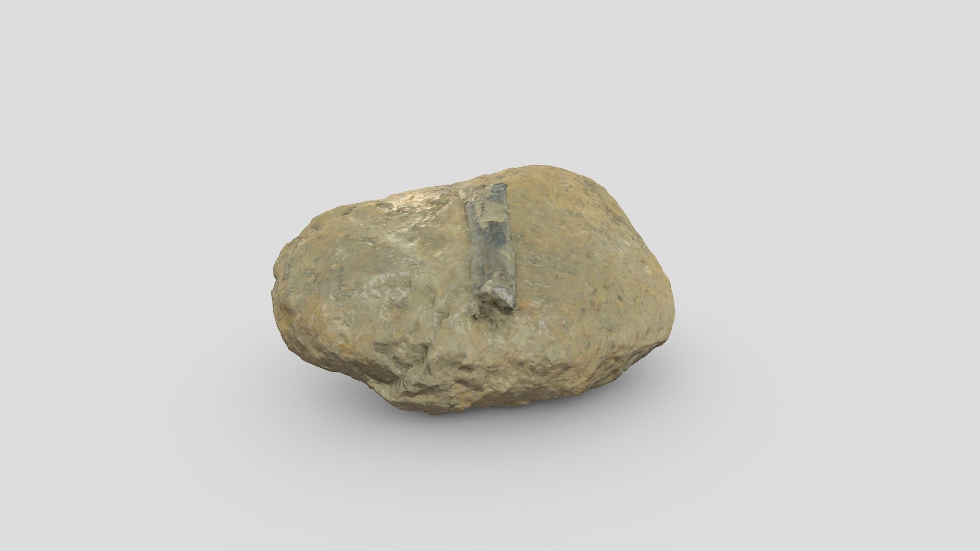 Belemnitesz/Belemnite - 3D model by Herman Ottó Múzeum ...