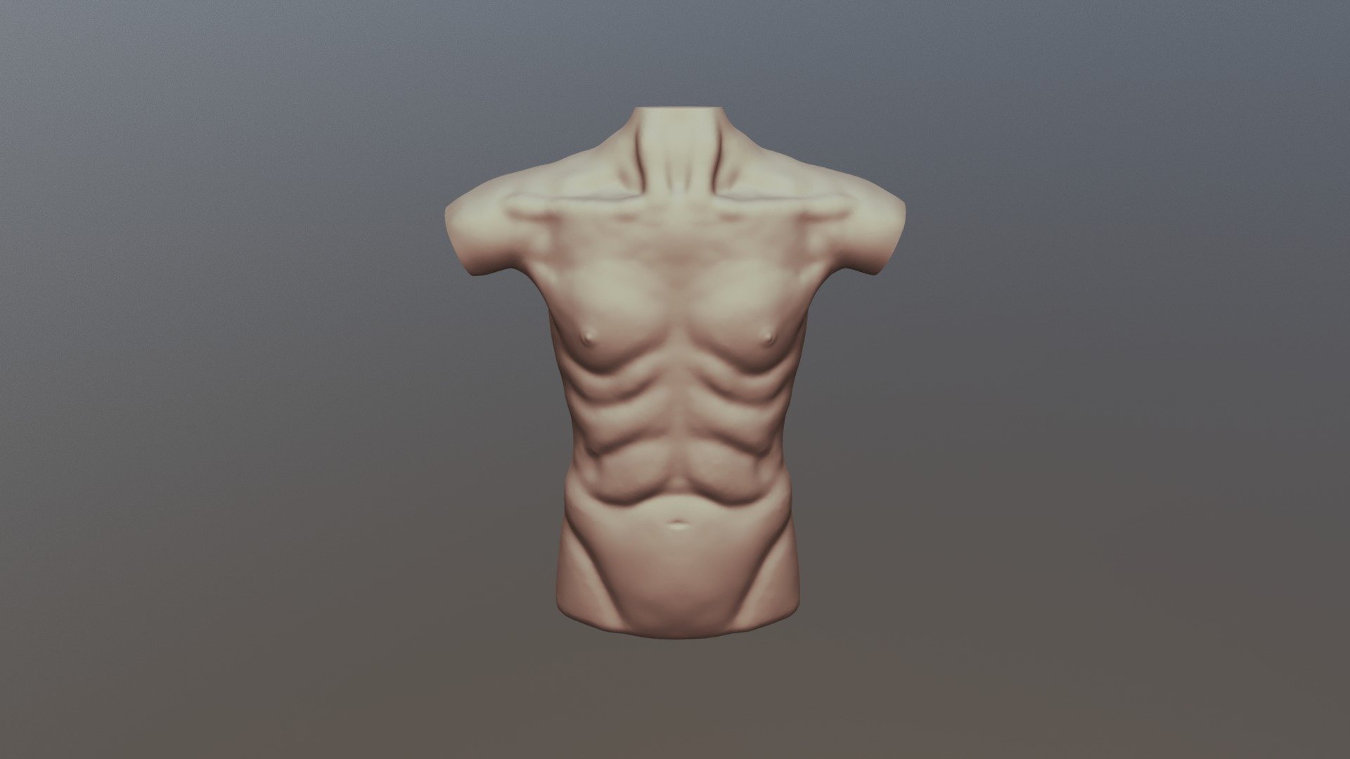 Torso, male - 3D model by raak [c03128d] - Sketchfab